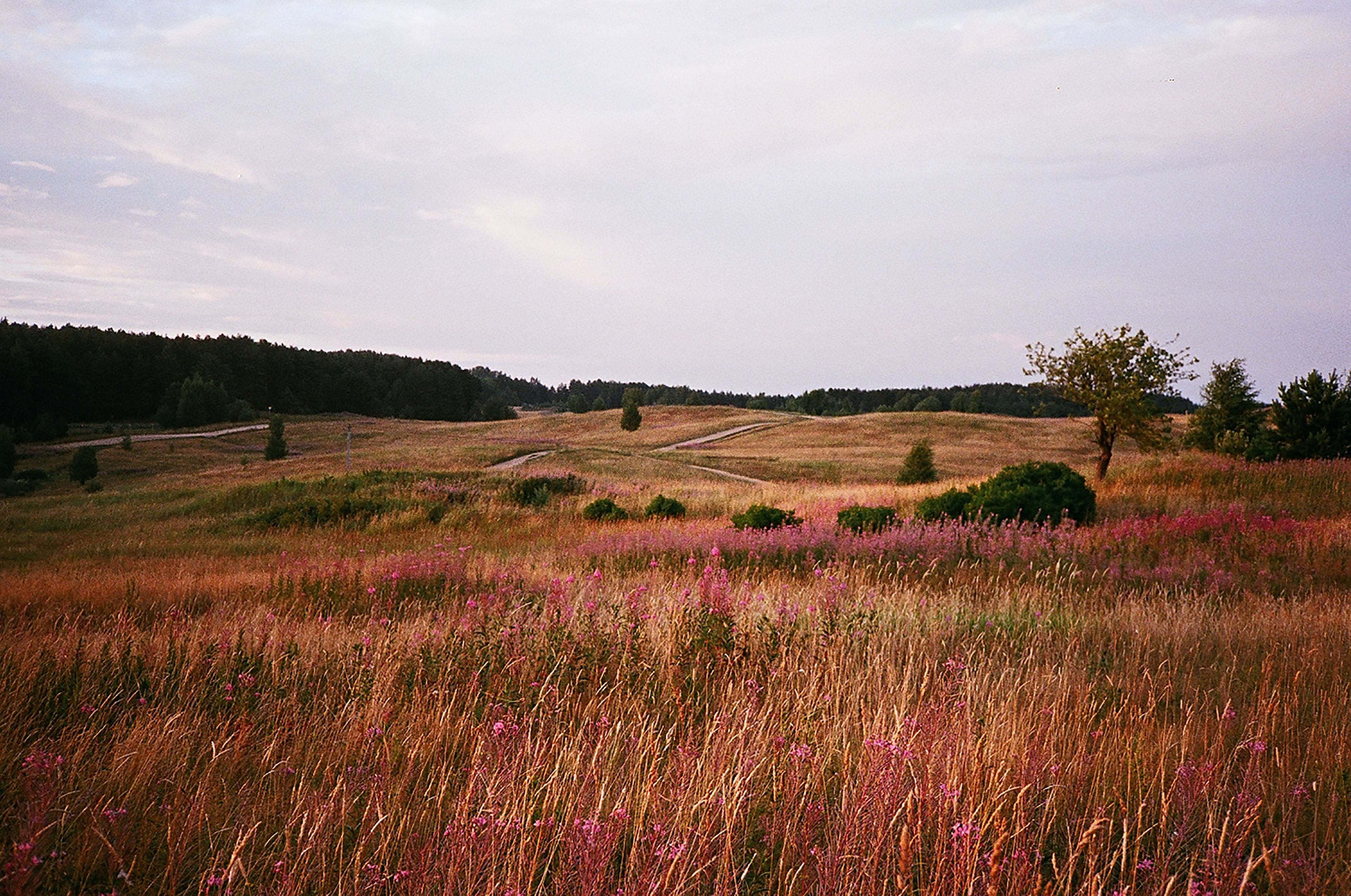 Flower Field · Free Stock Photo
