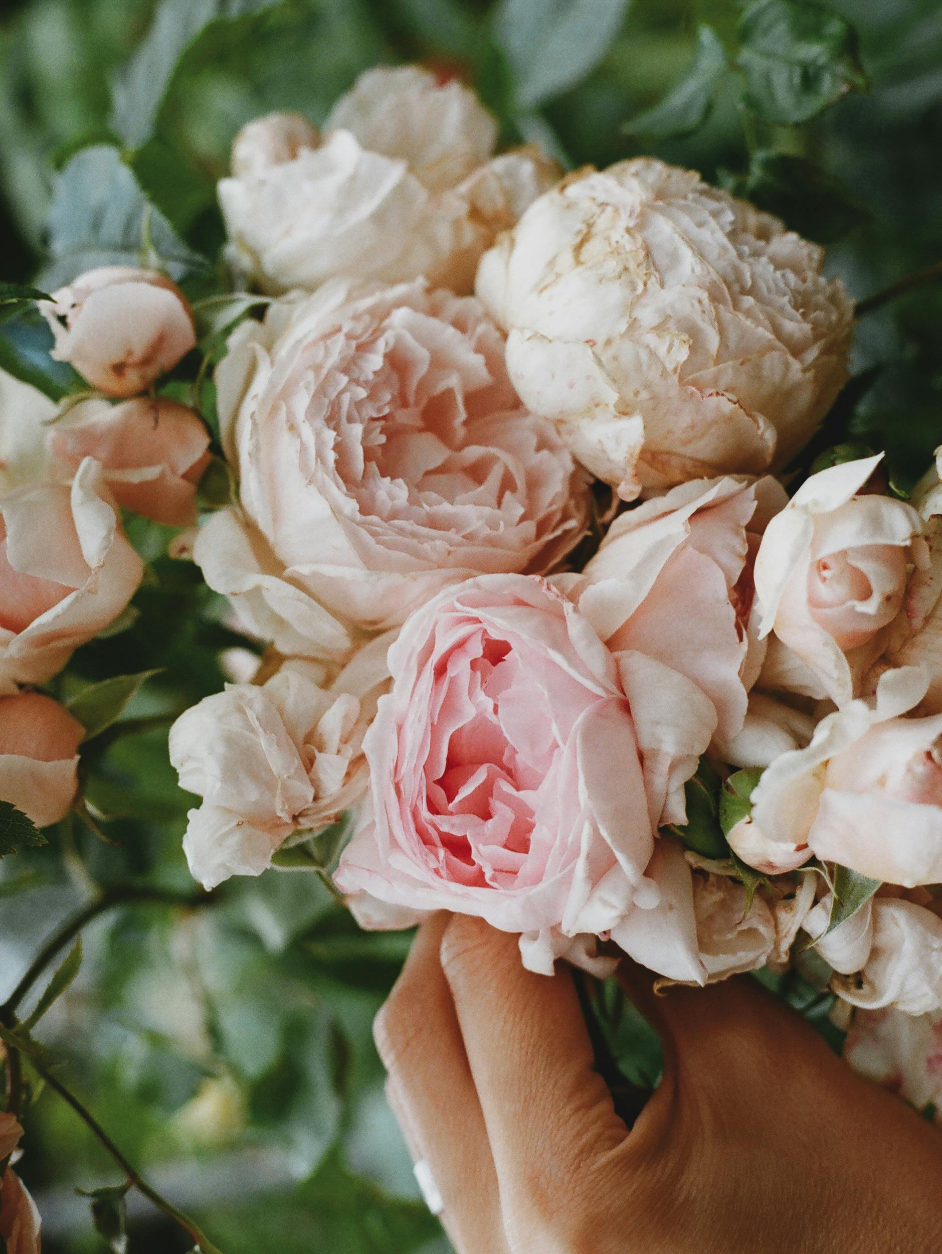 Cluster of Beautiful Roses · Free Stock Photo
