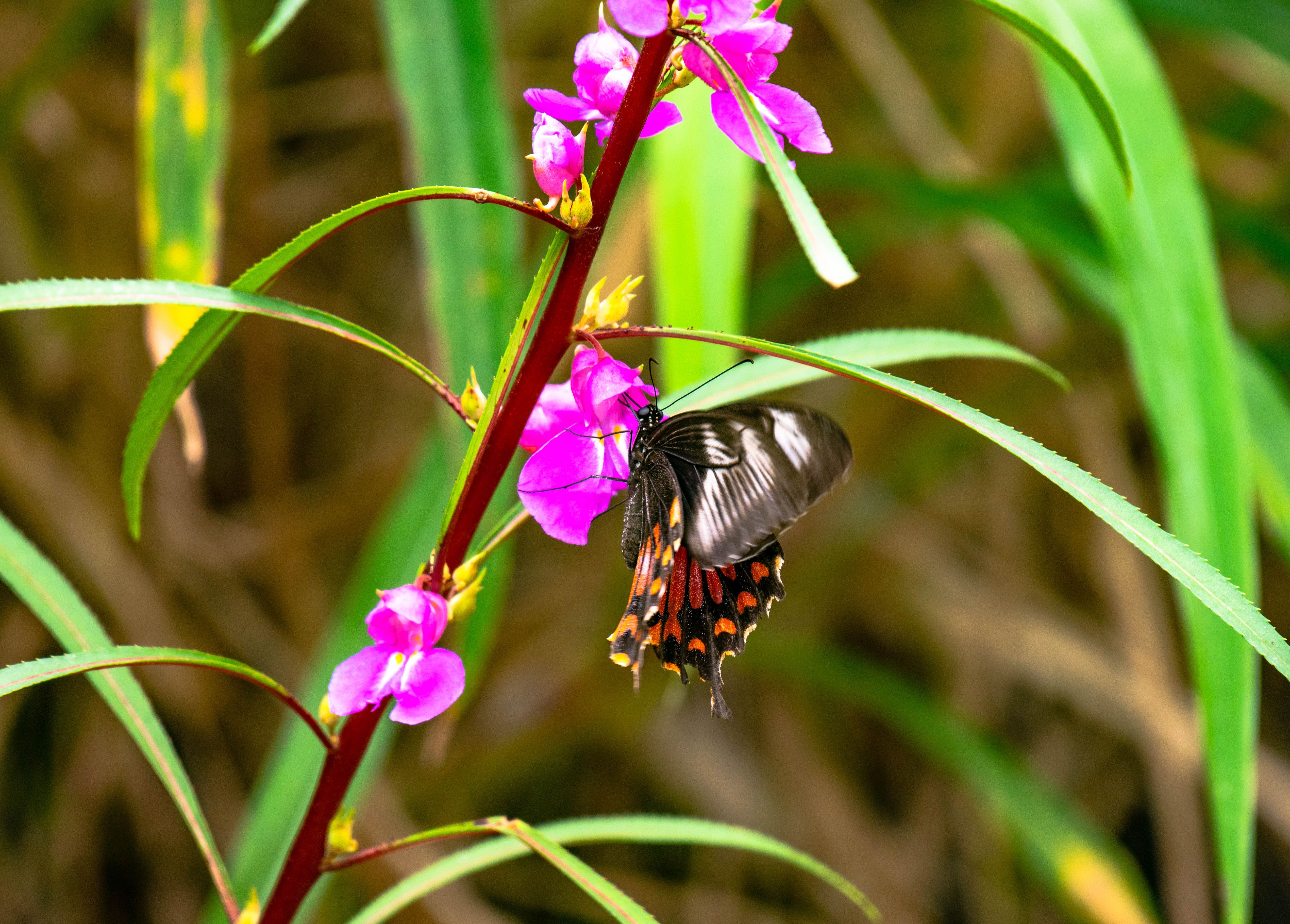 Close-Up Photo of Butterfly · Free Stock Photo