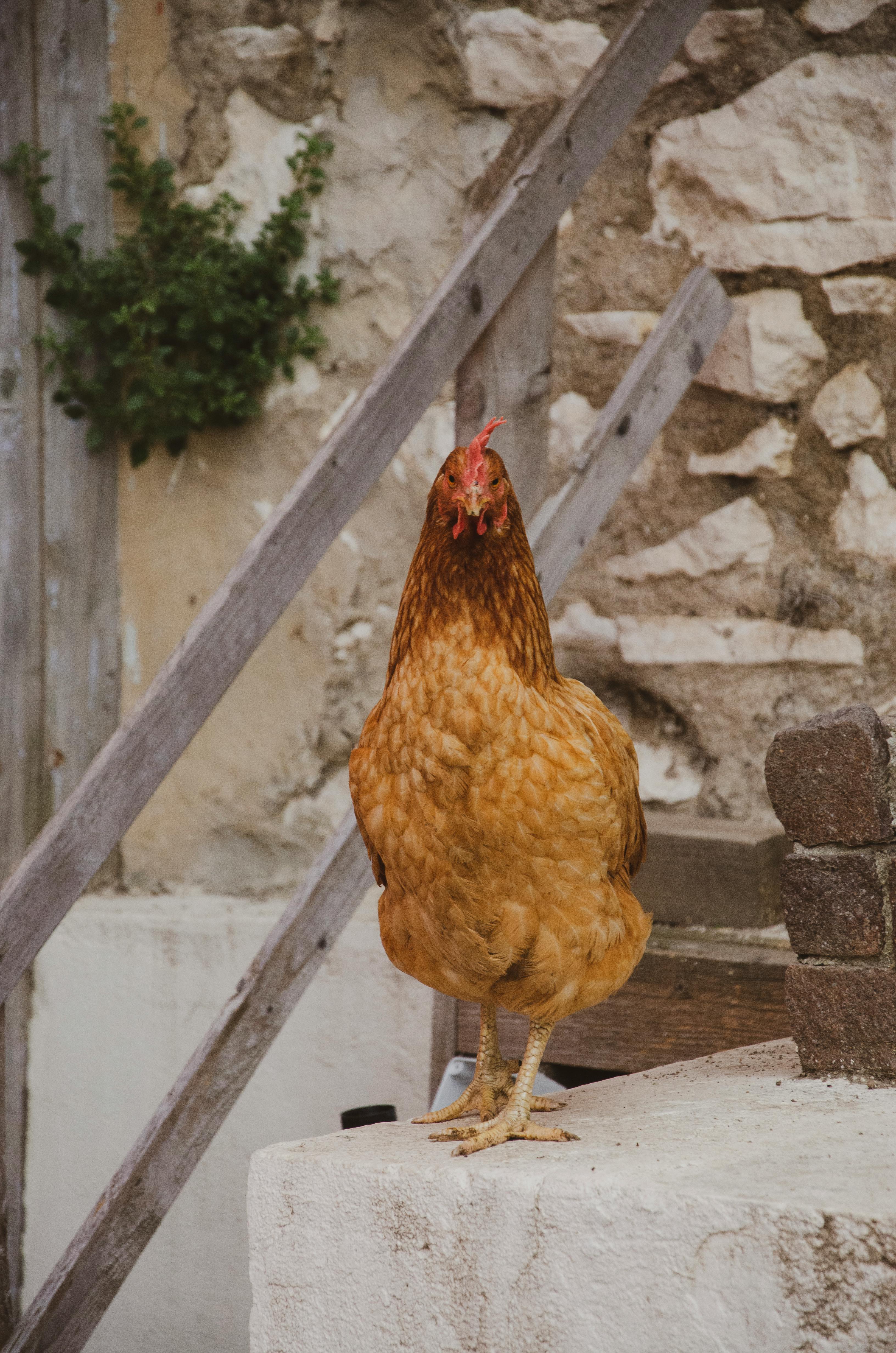 Portrait of Hen · Free Stock Photo