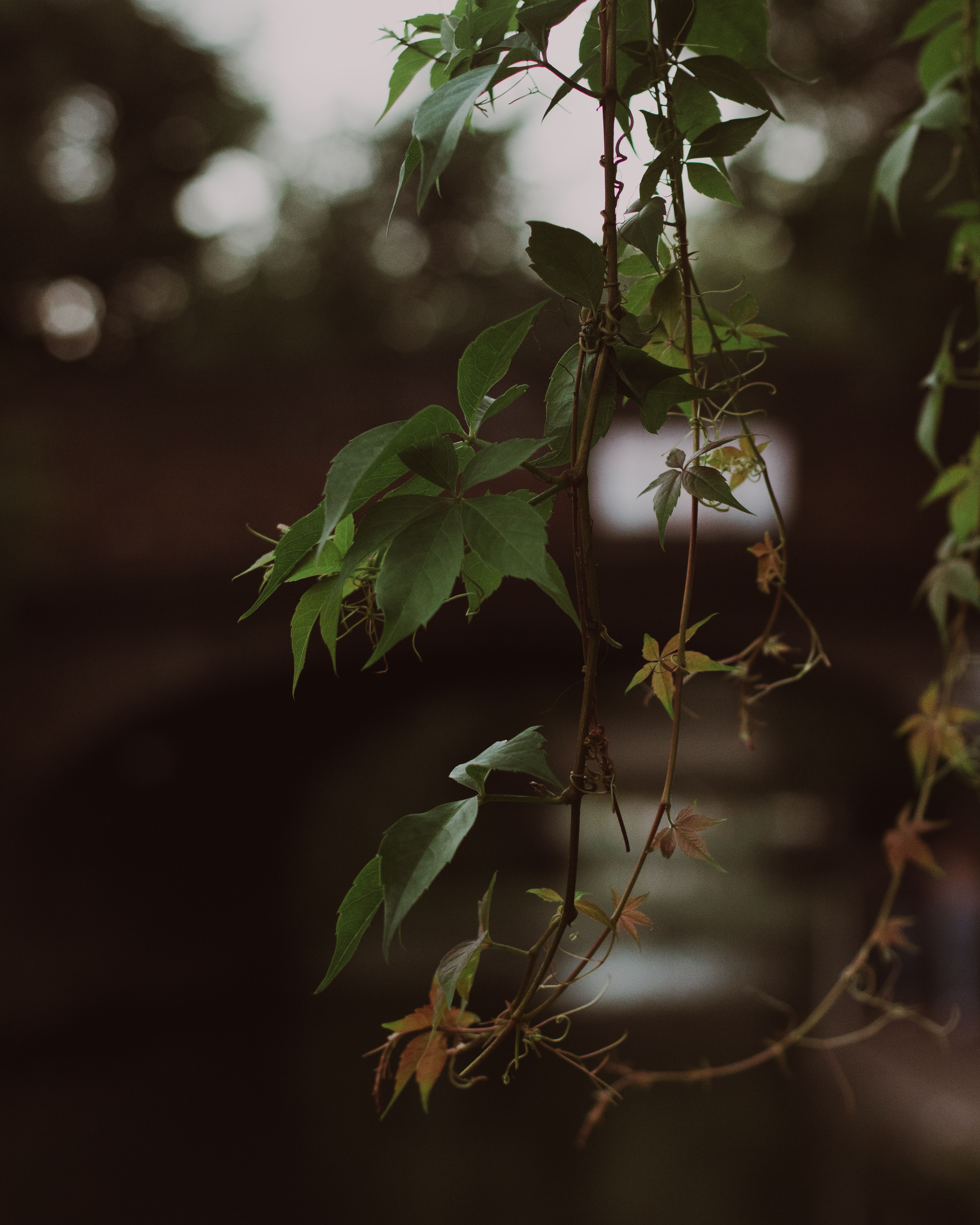 Vines in Close Up Photography · Free Stock Photo