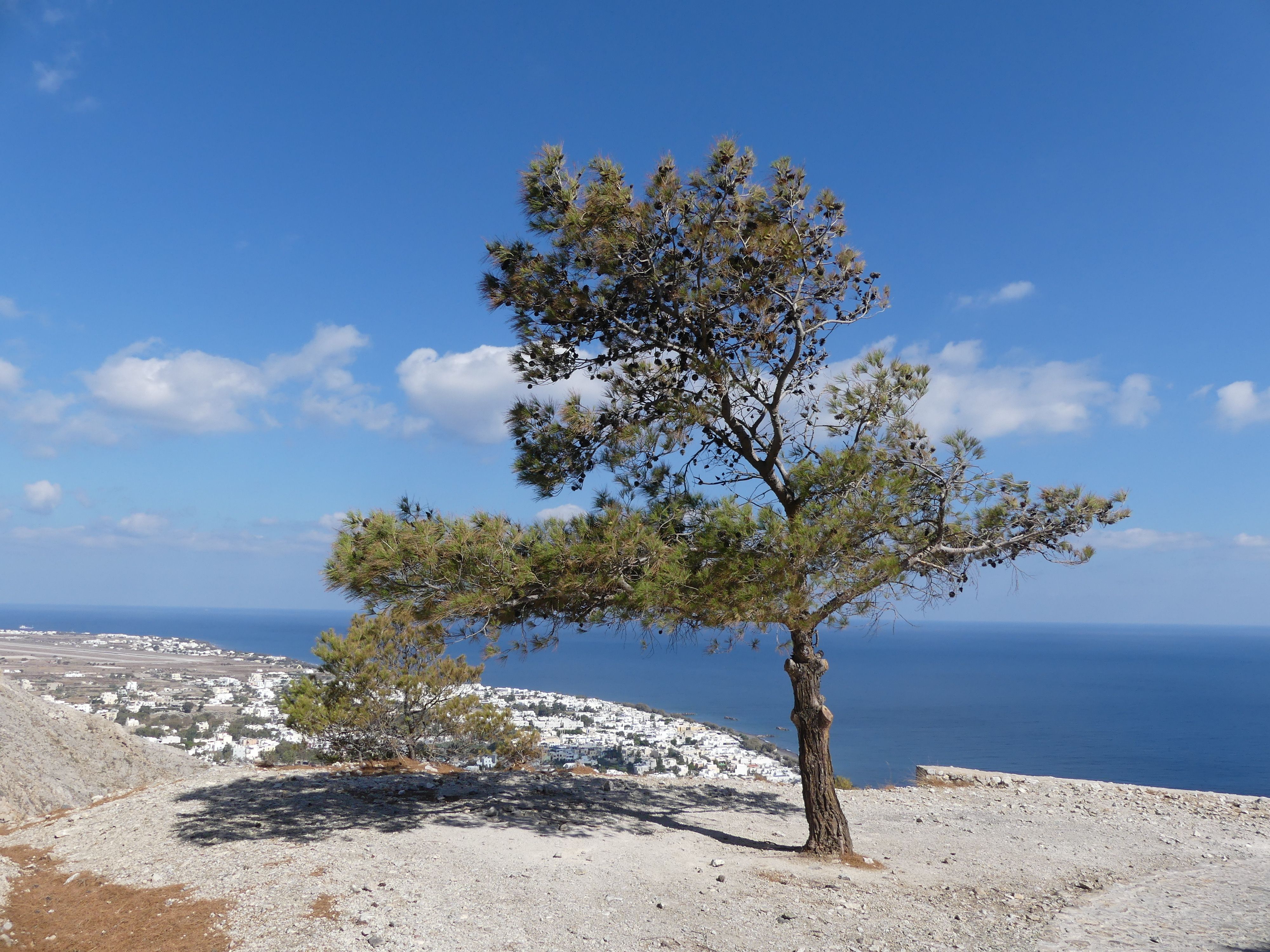 Green Tree on the White Sand · Free Stock Photo