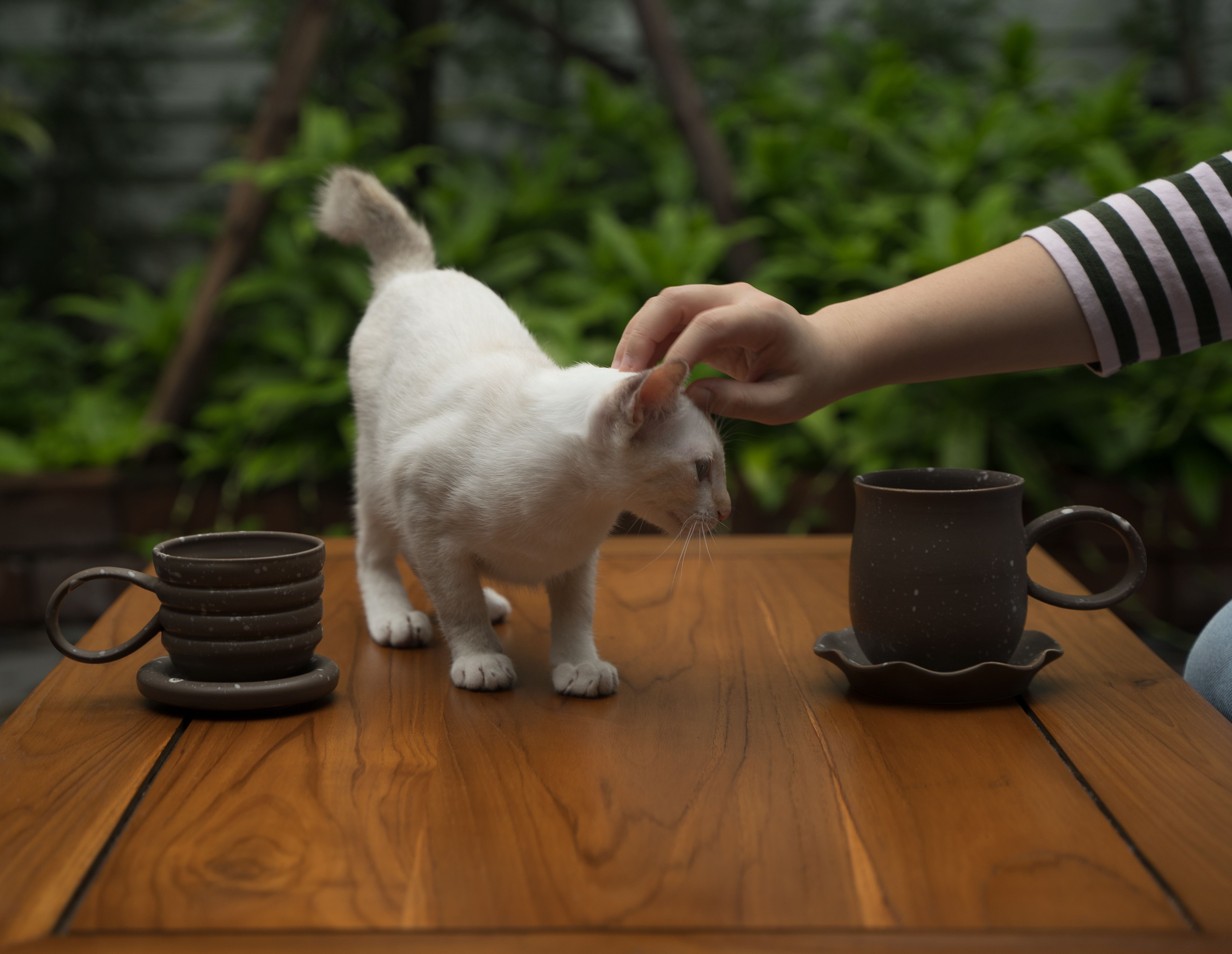 Hand Holding Cat by Table with Coffee · Free Stock Photo