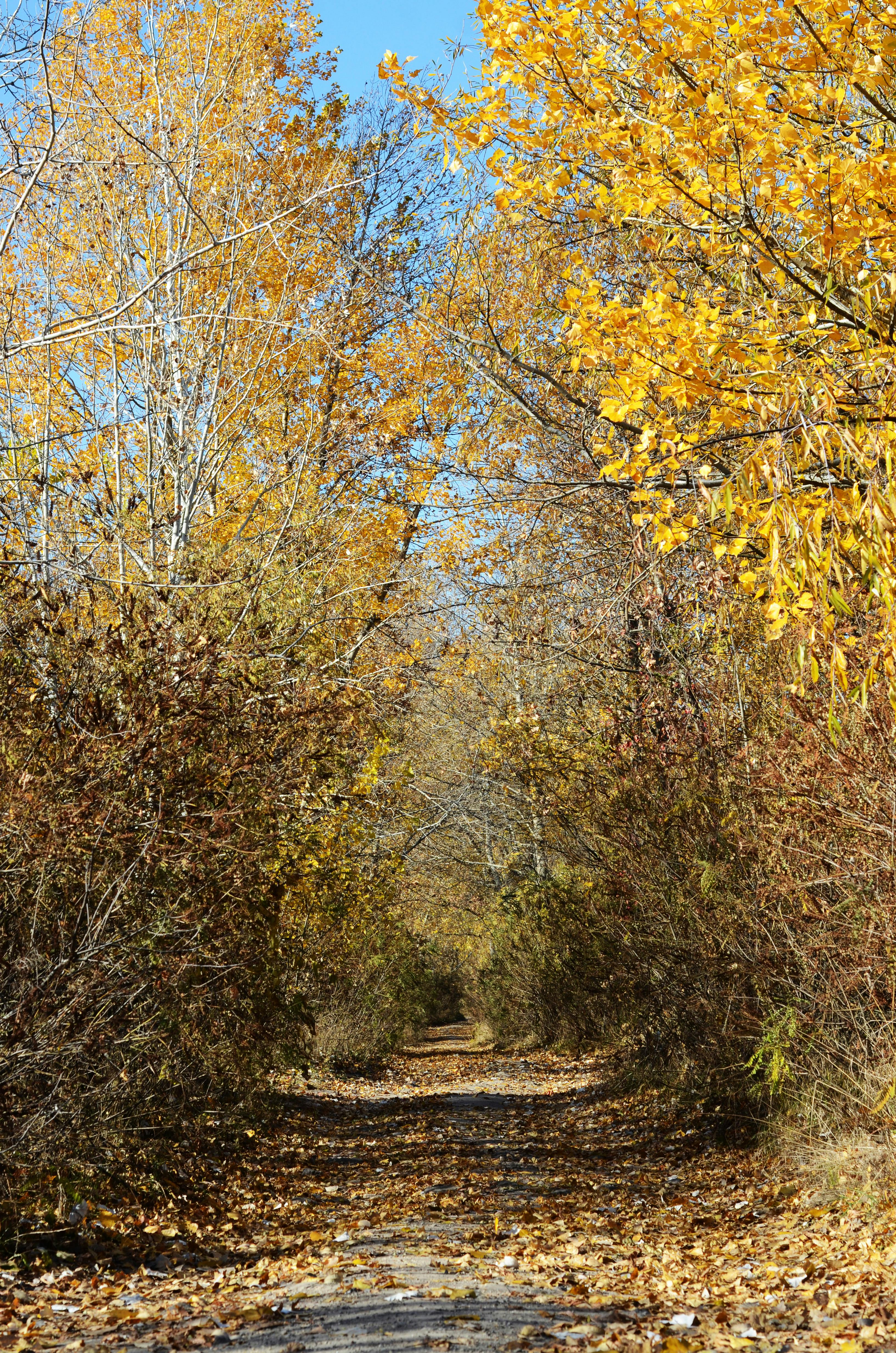 Unpaved Pathway Between Trees · Free Stock Photo