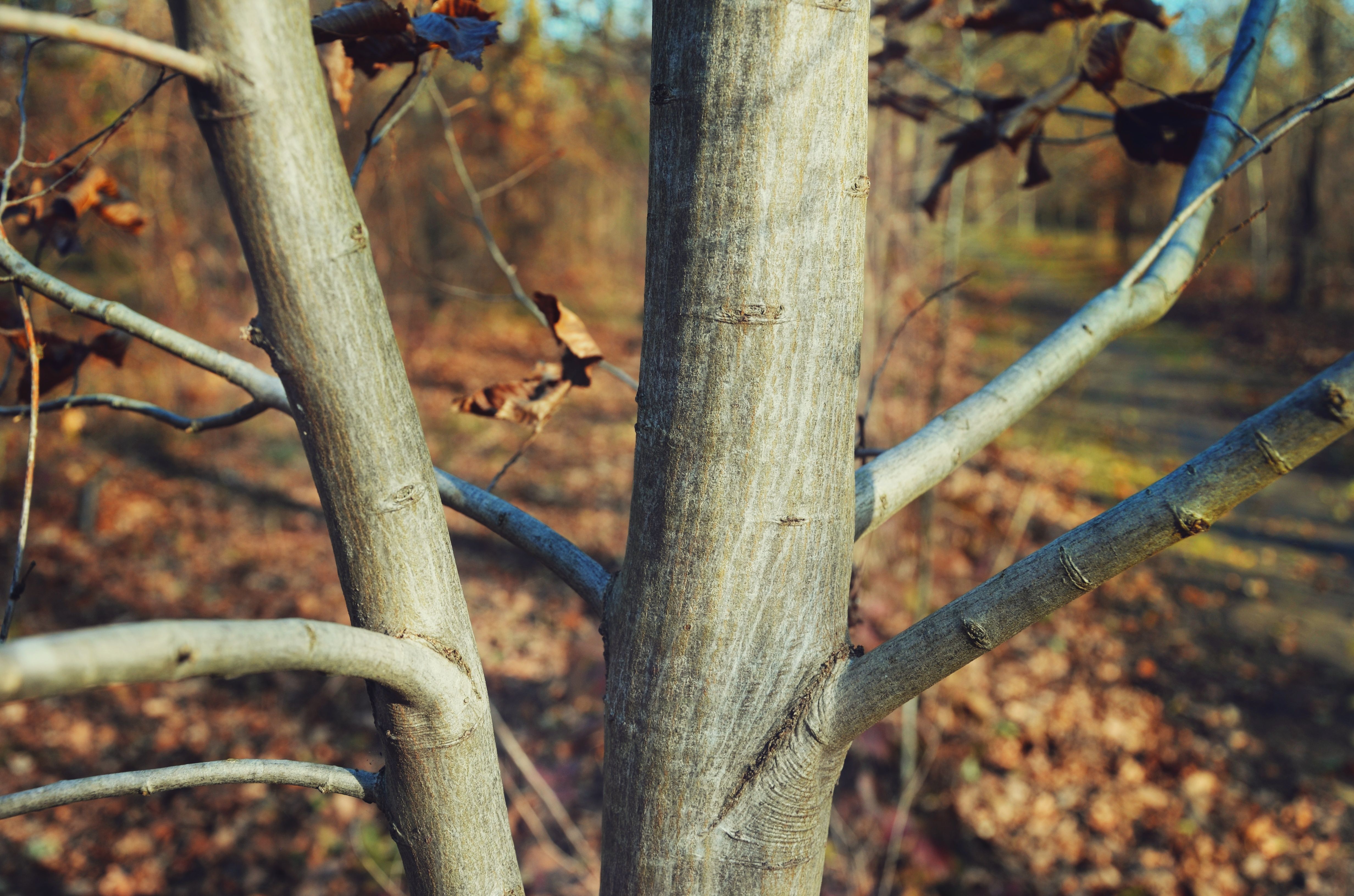 Close-Up Shot of Tree Branches · Free Stock Photo