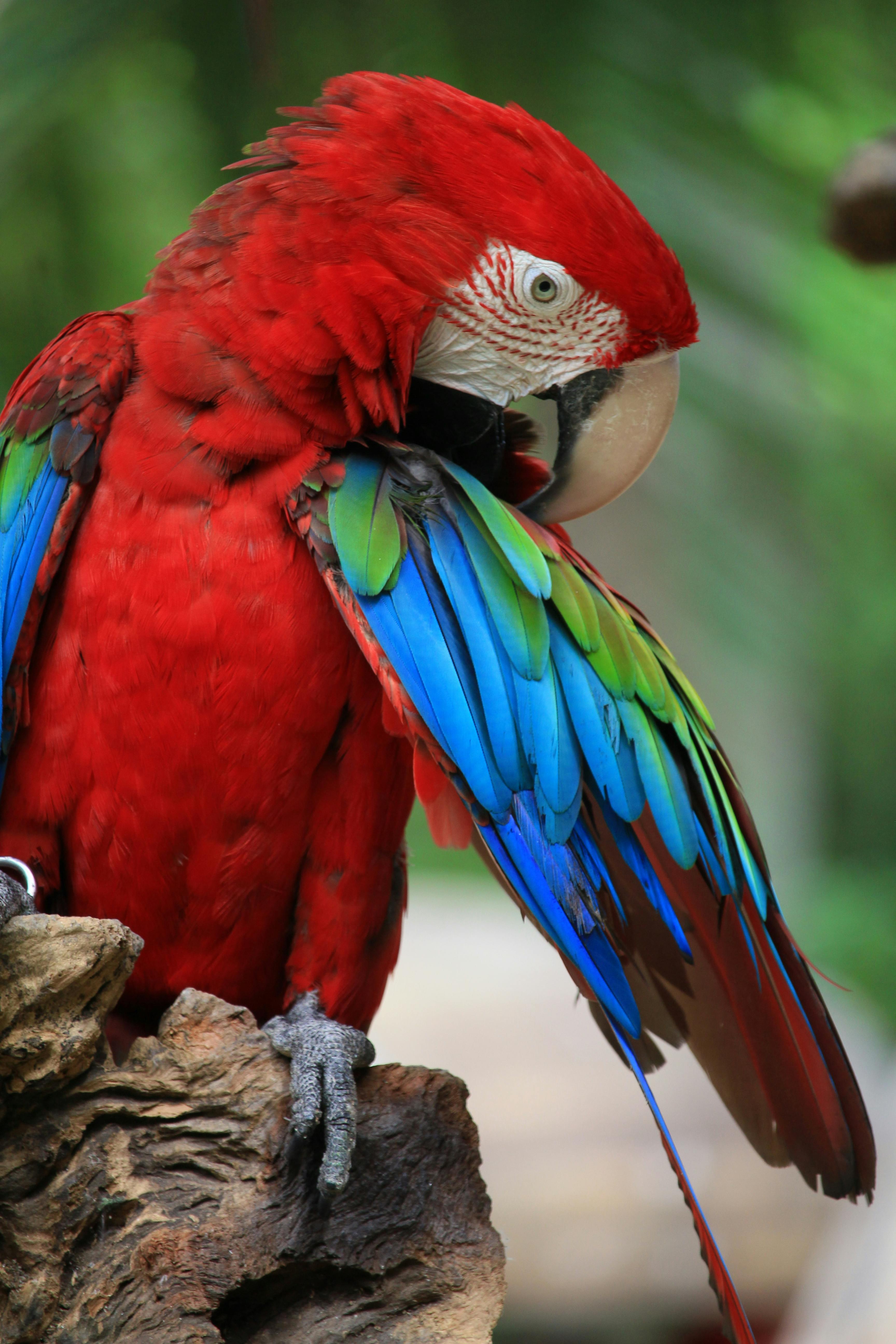 A Close-Up Shot of a Macaw · Free Stock Photo