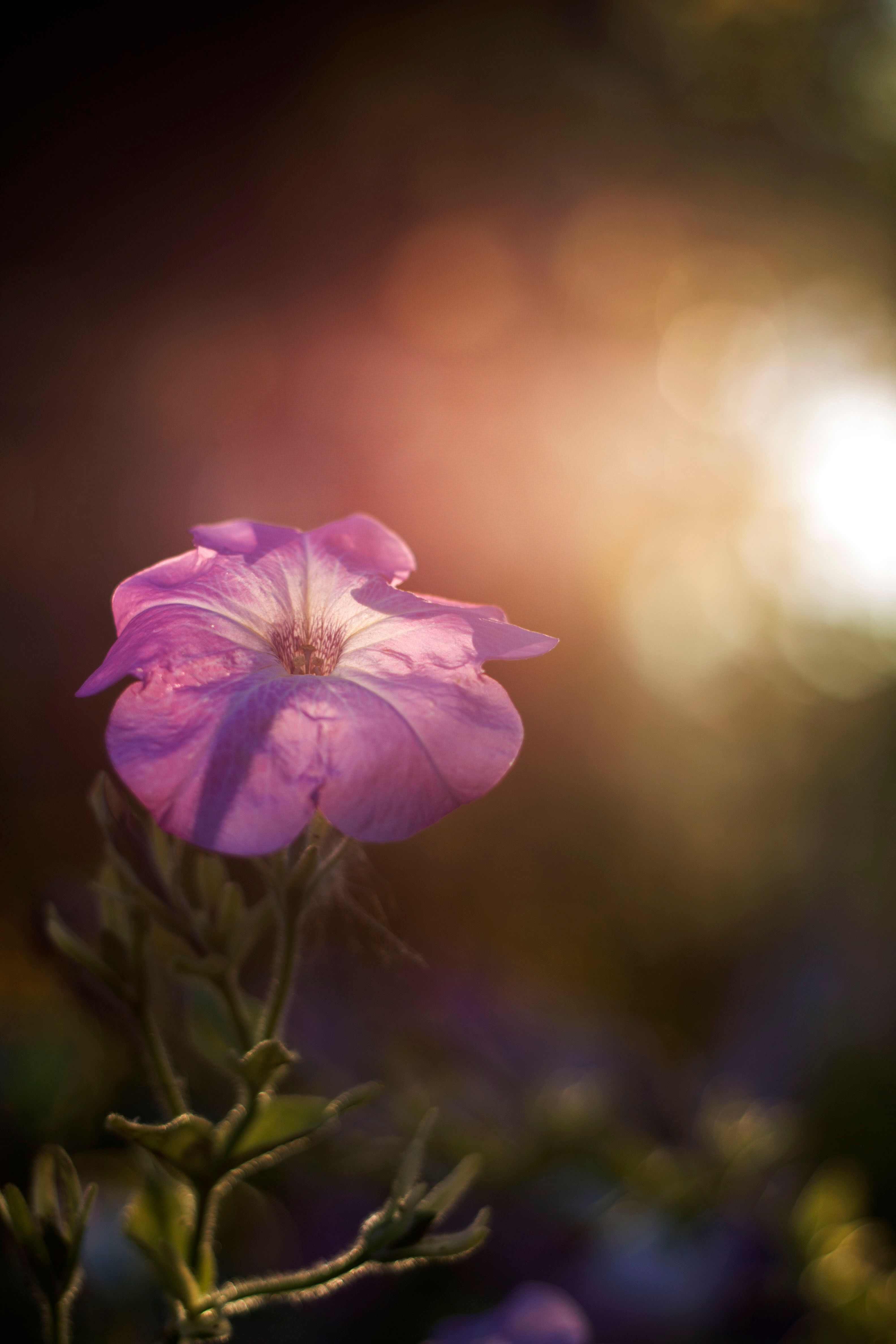 Petunia Photos, Download The BEST Free Petunia Stock Photos & HD Images