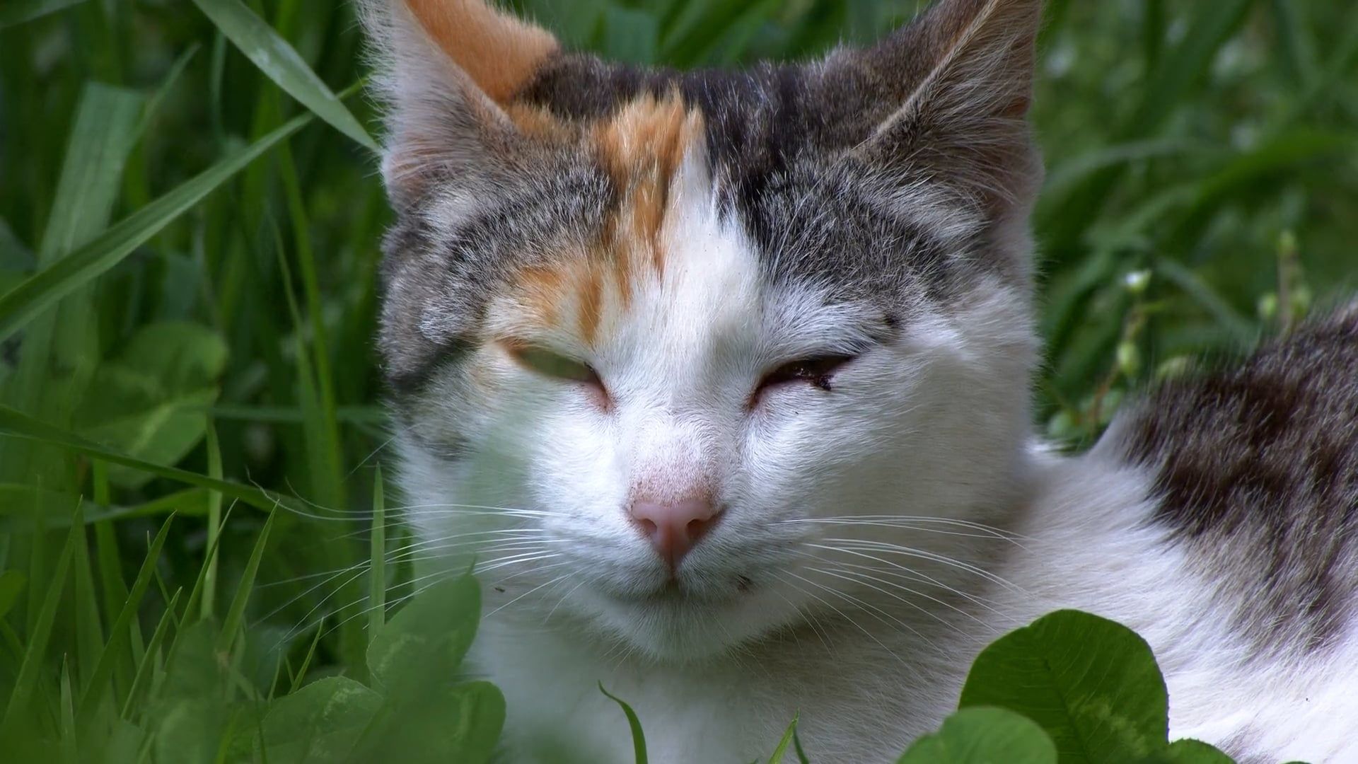 Close-up of Cat in Meadow Free Stock Video Footage, Royalty-Free 4K ...