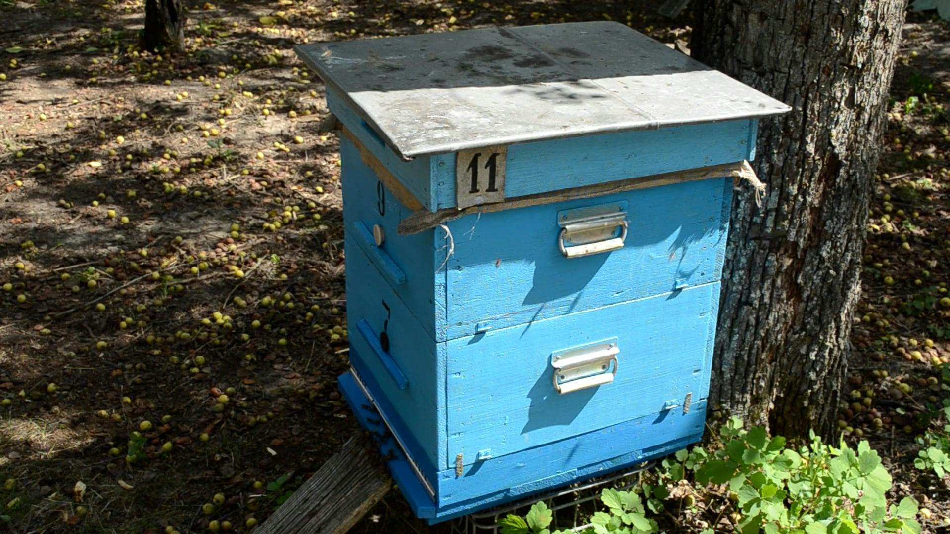 Honeybees Flying Around Blue Beehive Free Stock Video Footage, Royalty ...