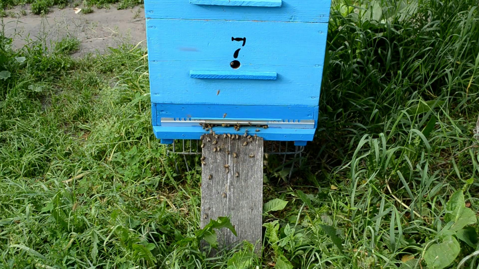 Blue Beehive and Bees in Apiary Free Stock Video Footage, Royalty-Free ...