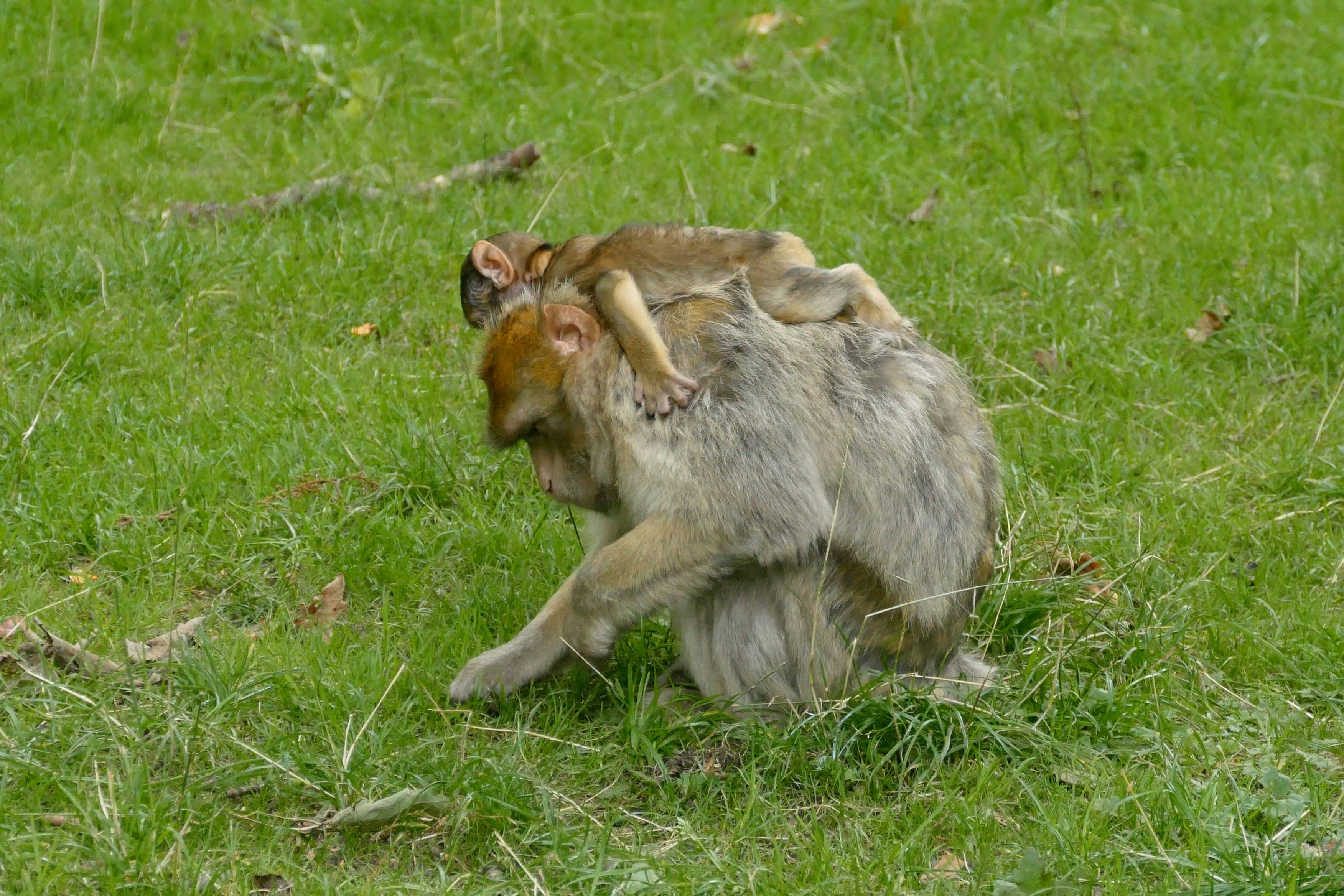 Instinctual Behavior Videos, Download The BEST Free 4k Stock Video ...