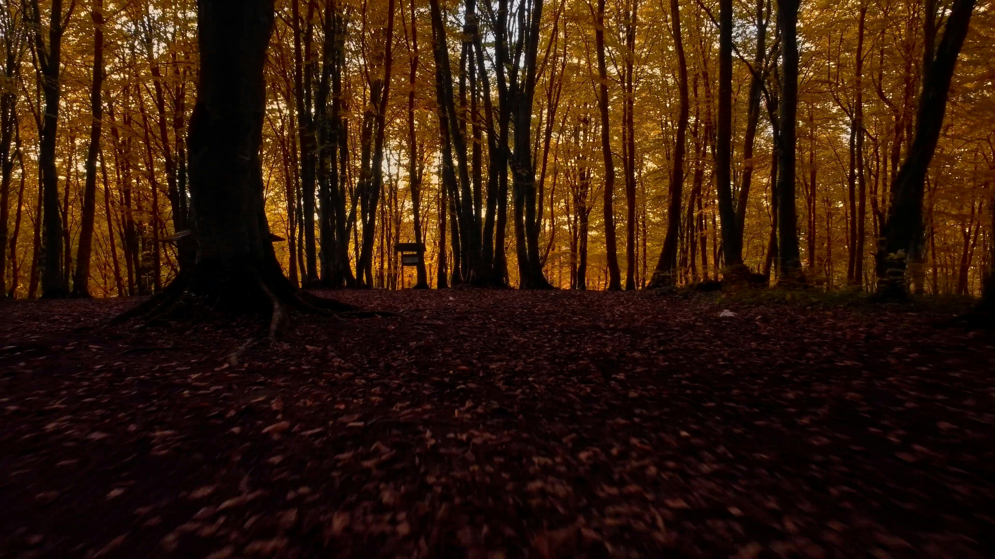 Time-Lapse Video of Autumn Mood Forest Free Stock Video Footage ...