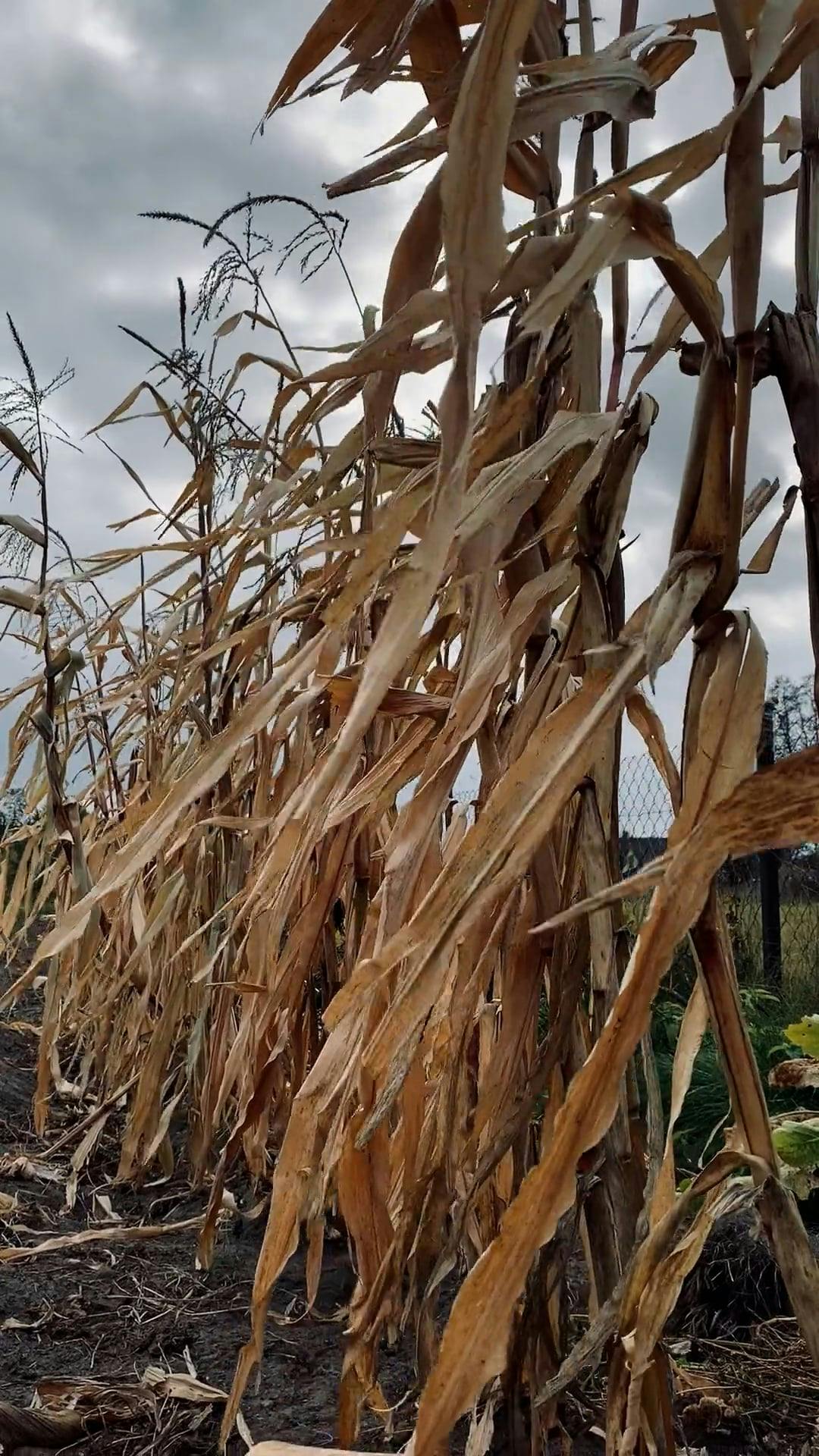 Dry Maize Fields Videos, Download The BEST Free 4k Stock Video Footage ...