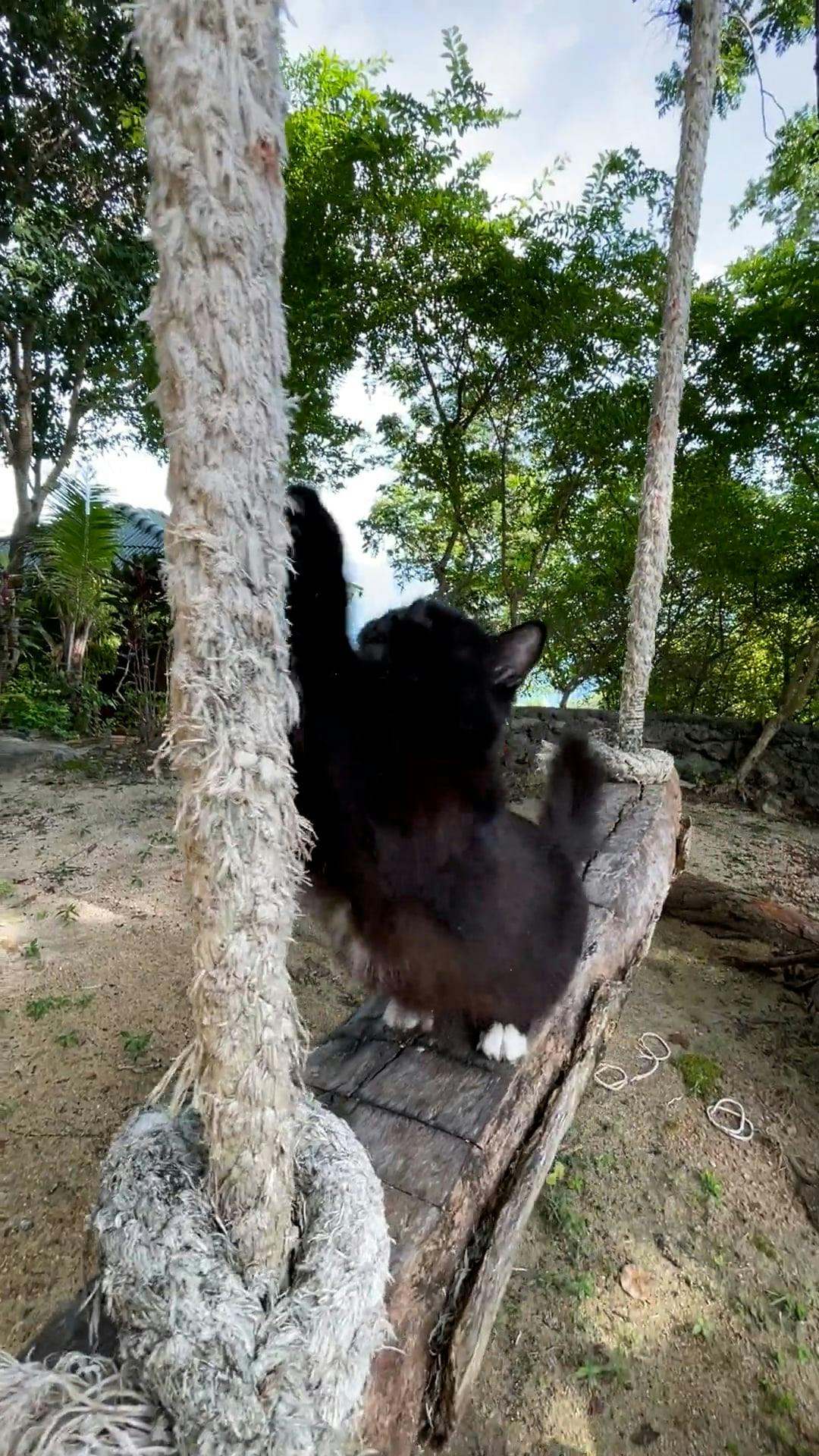 Rope Un Grunge Apfel In Kitten Videos, Download The BEST Free 4k Stock ...