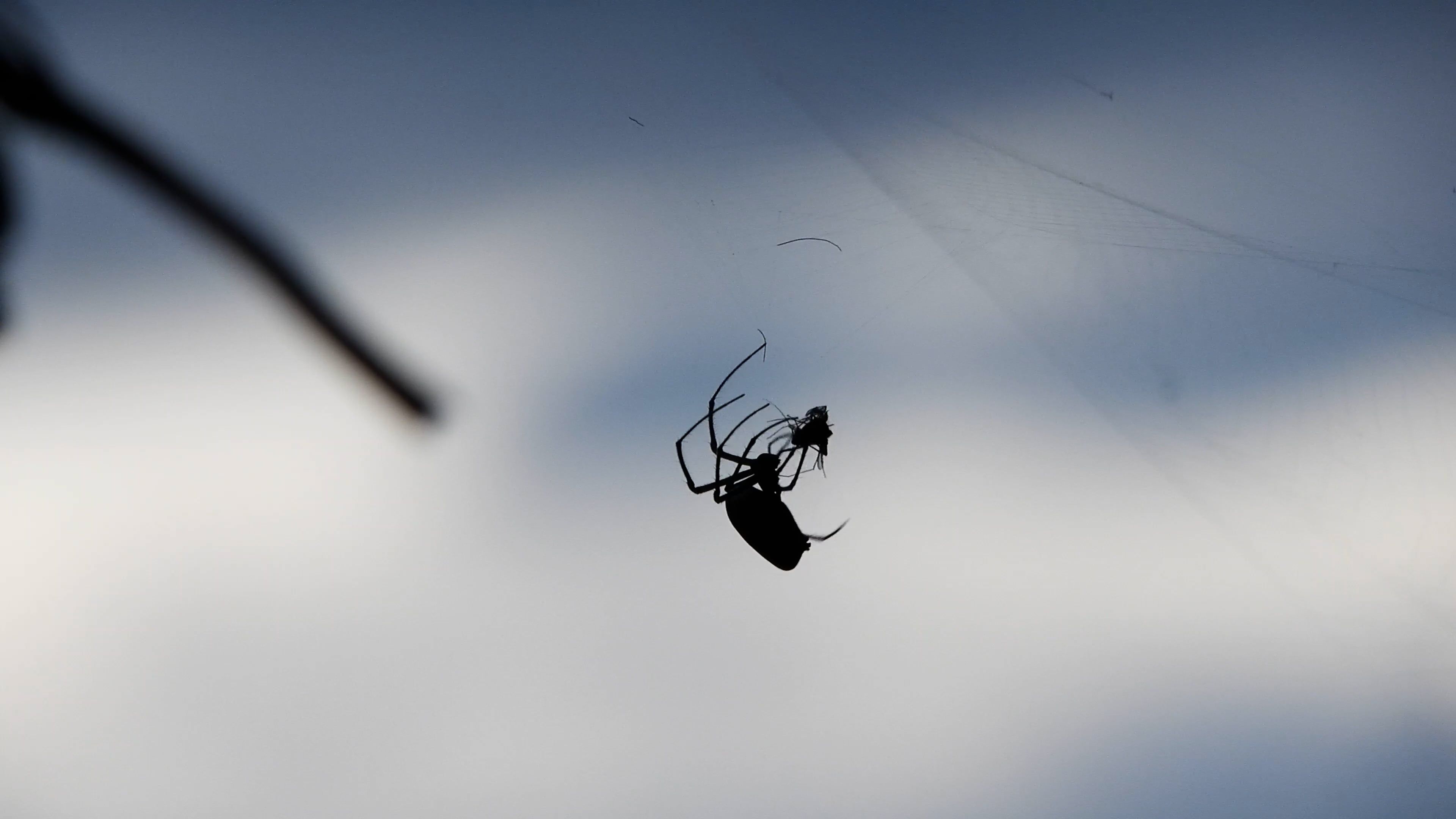 Spider Attacking Its Prey Videos, Download The BEST Free 4k Stock Video ...