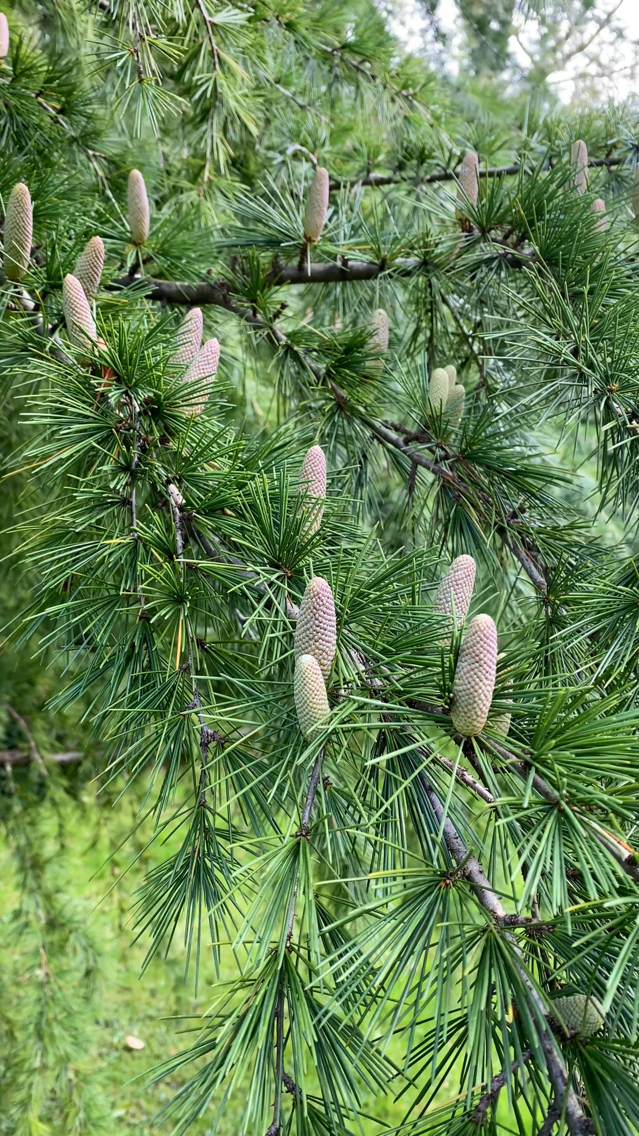 Pine Cone In Trees Videos, Download The BEST Free 4k Stock Video ...