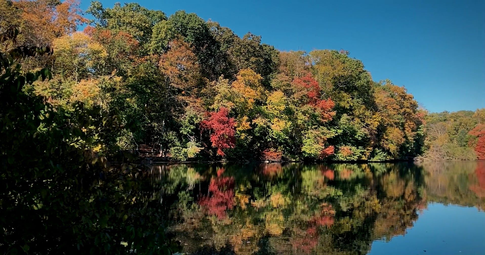 Deep Forest on Lakeshore Free Stock Video Footage, Royalty-Free 4K & HD ...