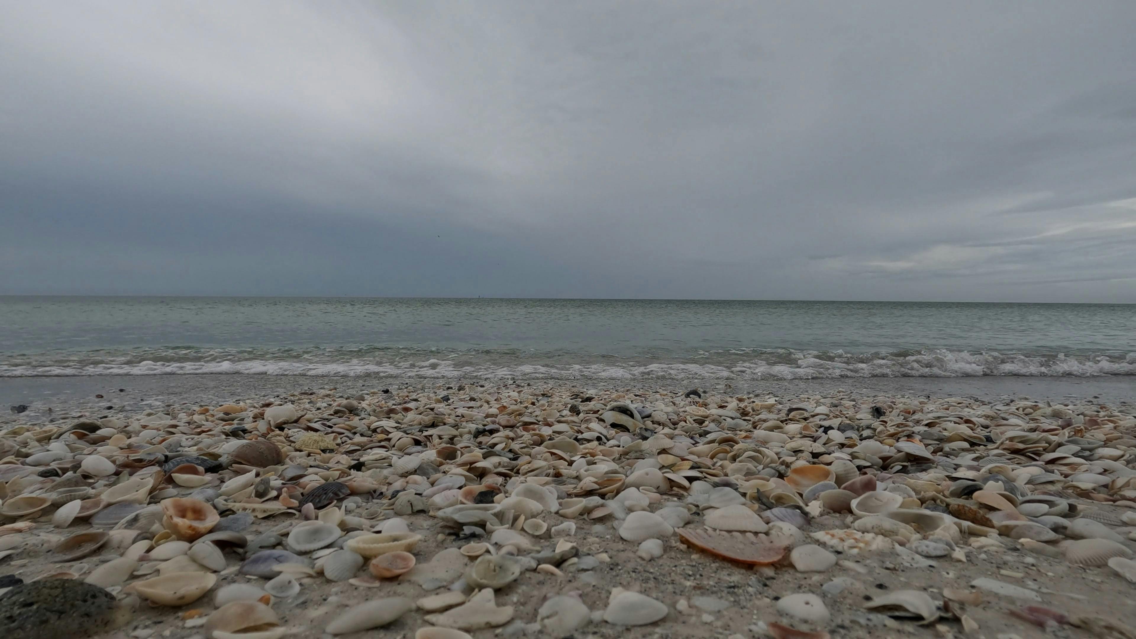 Sea Shells On Shore Free Stock Video Footage, Royalty-Free 4K & HD ...