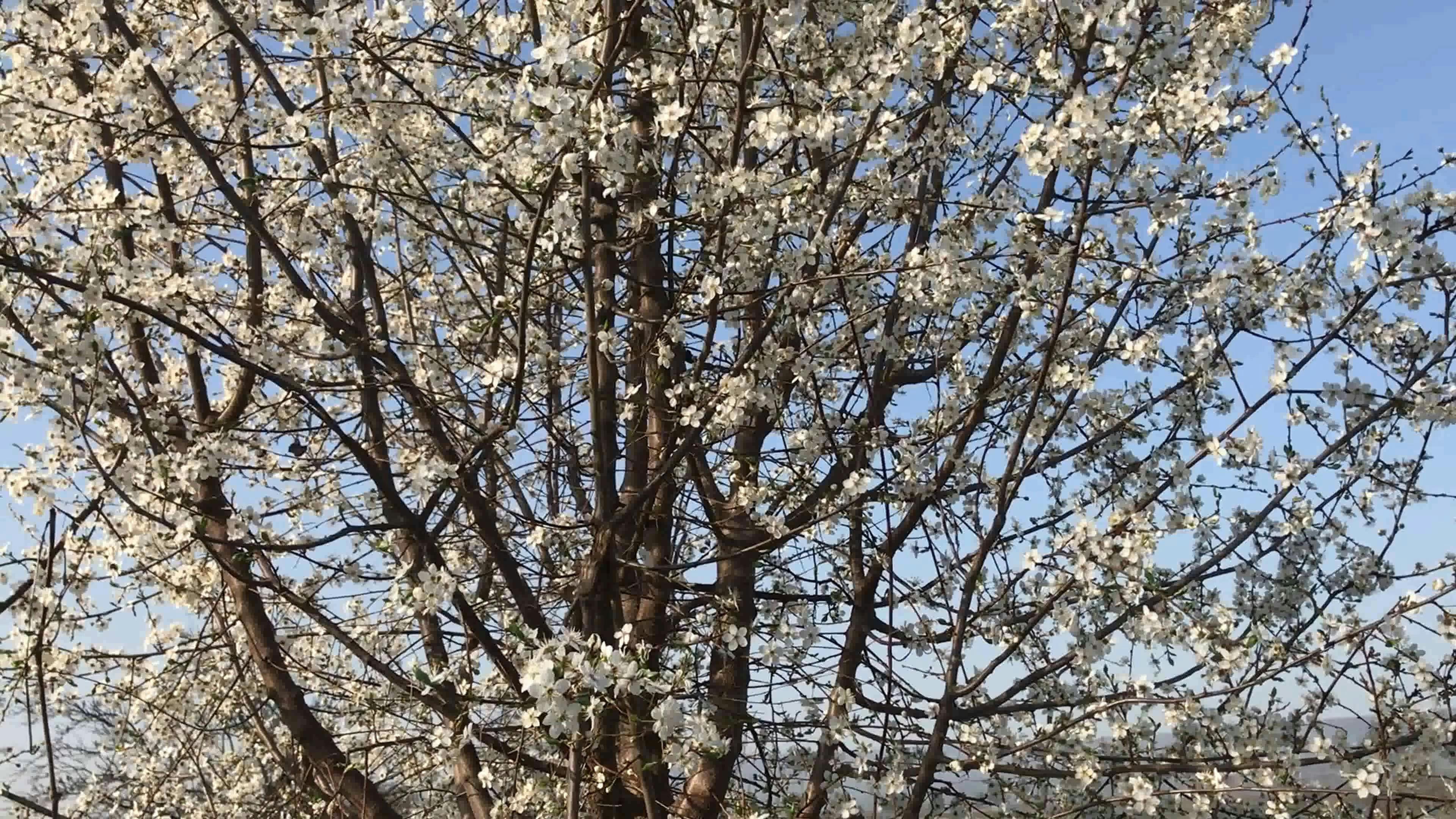 Full Cherry Blossom Tree Videos, Download The BEST Free 4k Stock Video Footage & Full Cherry ...