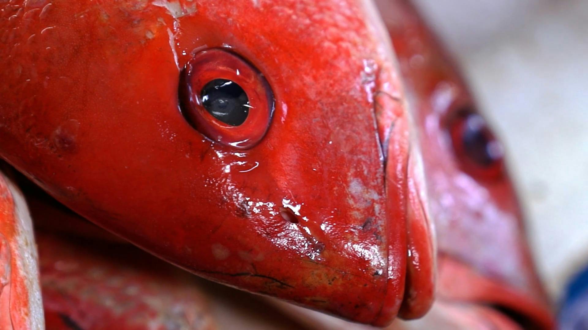 Yamaguchi Fish Market Videos, Download The BEST Free 4k Stock Video ...