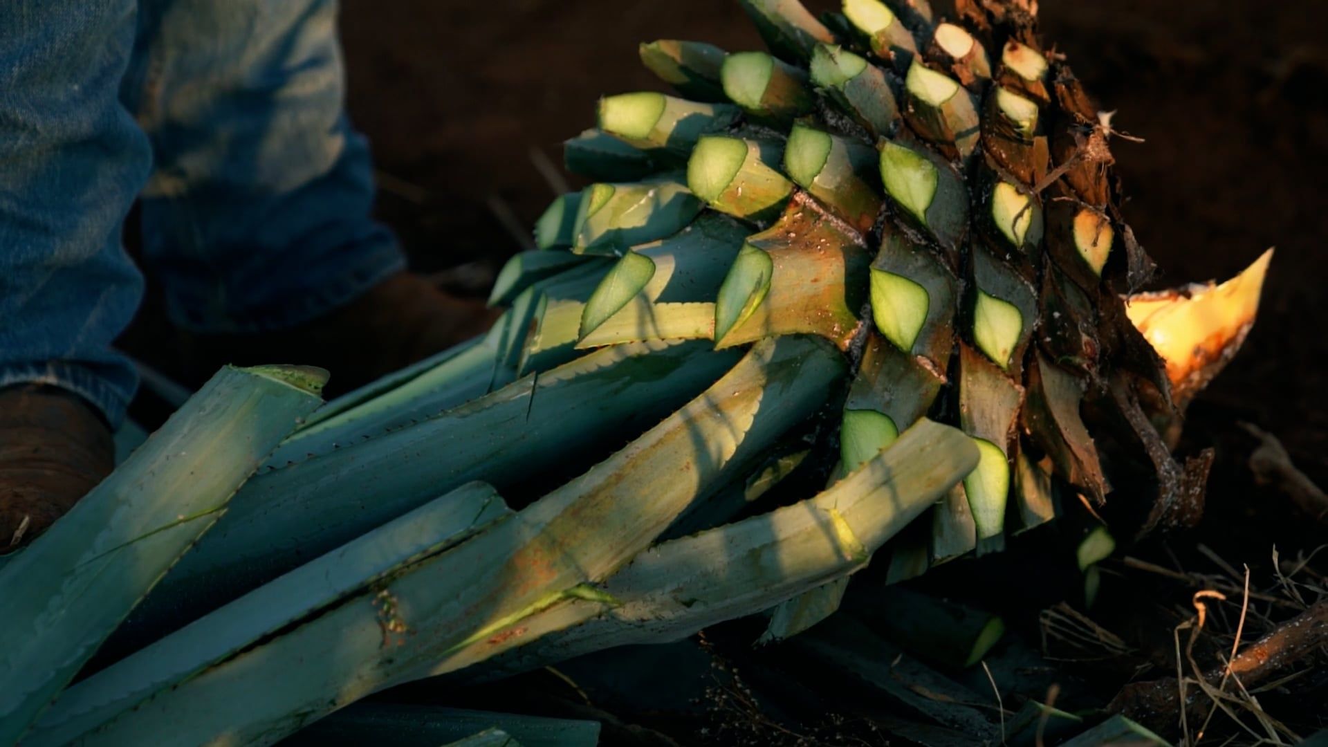 A Person Chopping an Agave Plant Using Coa De Jima Free Stock Video ...