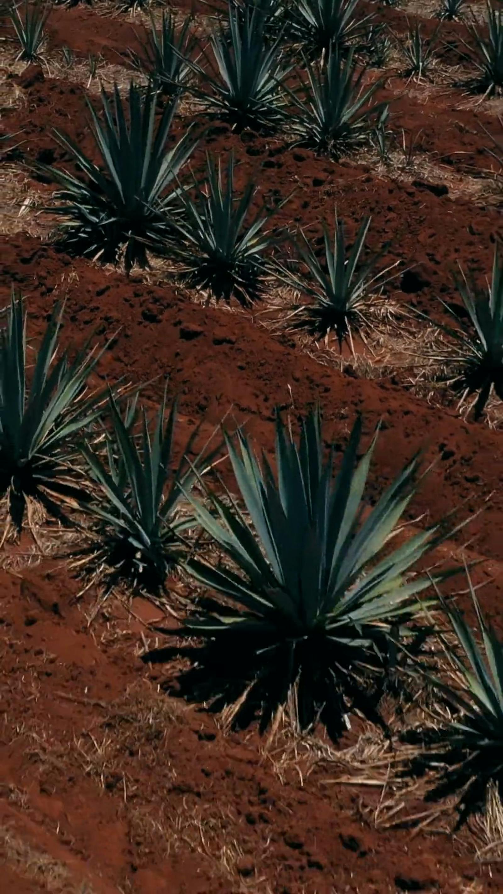 Agave Videos, Download The BEST Free 4k Stock Video Footage & Agave HD ...