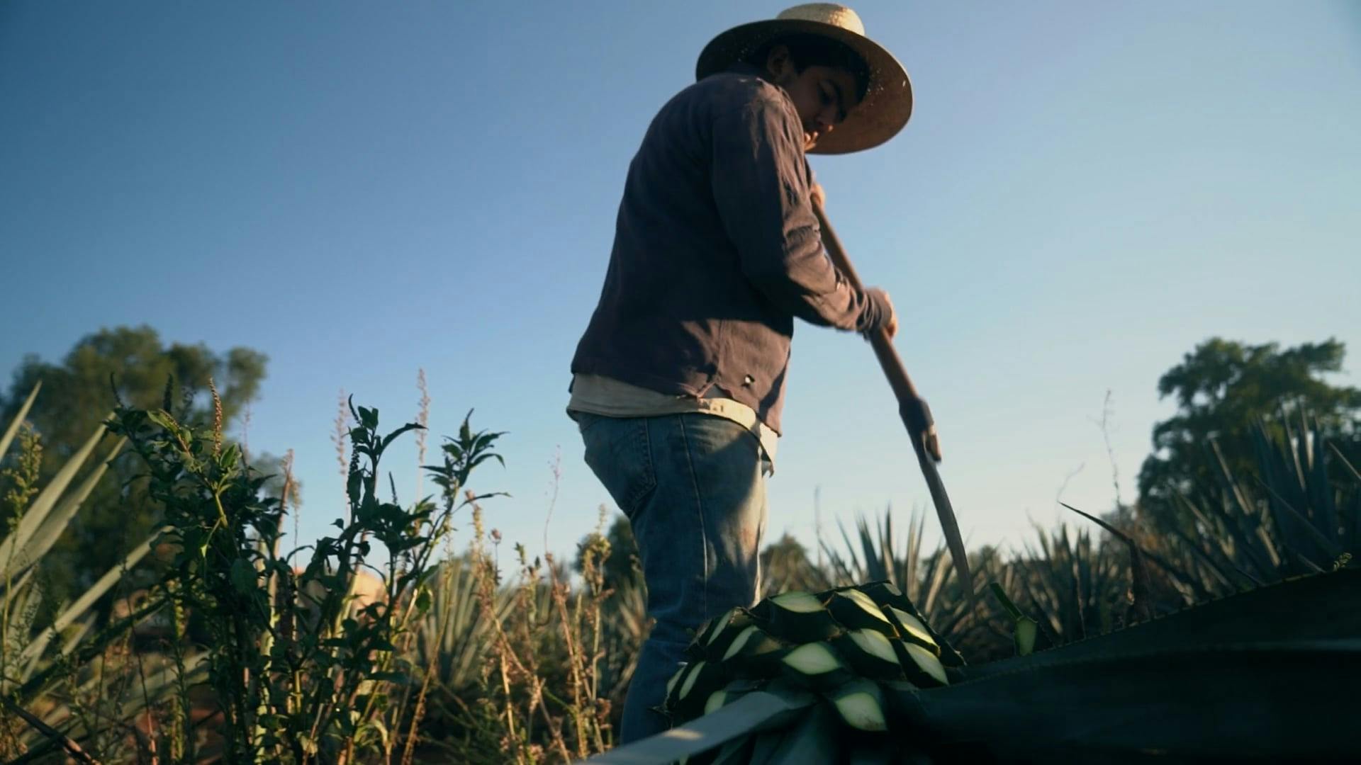 A Man Cutting an Agave Plant · Free Stock Video