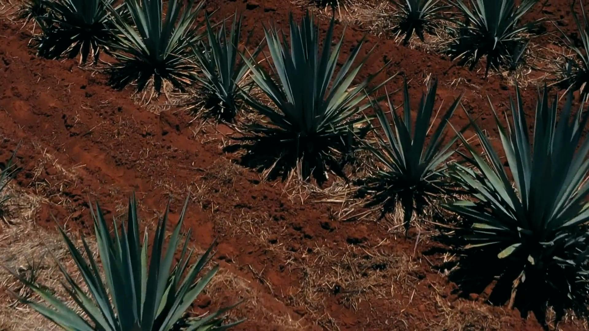 Drone Footage of Agave Plants on a Farm · Free Stock Video