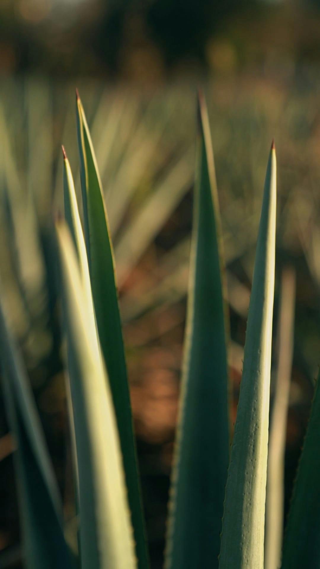 Video of an Agave Farm Free Stock Video Footage, Royalty-Free 4K & HD ...