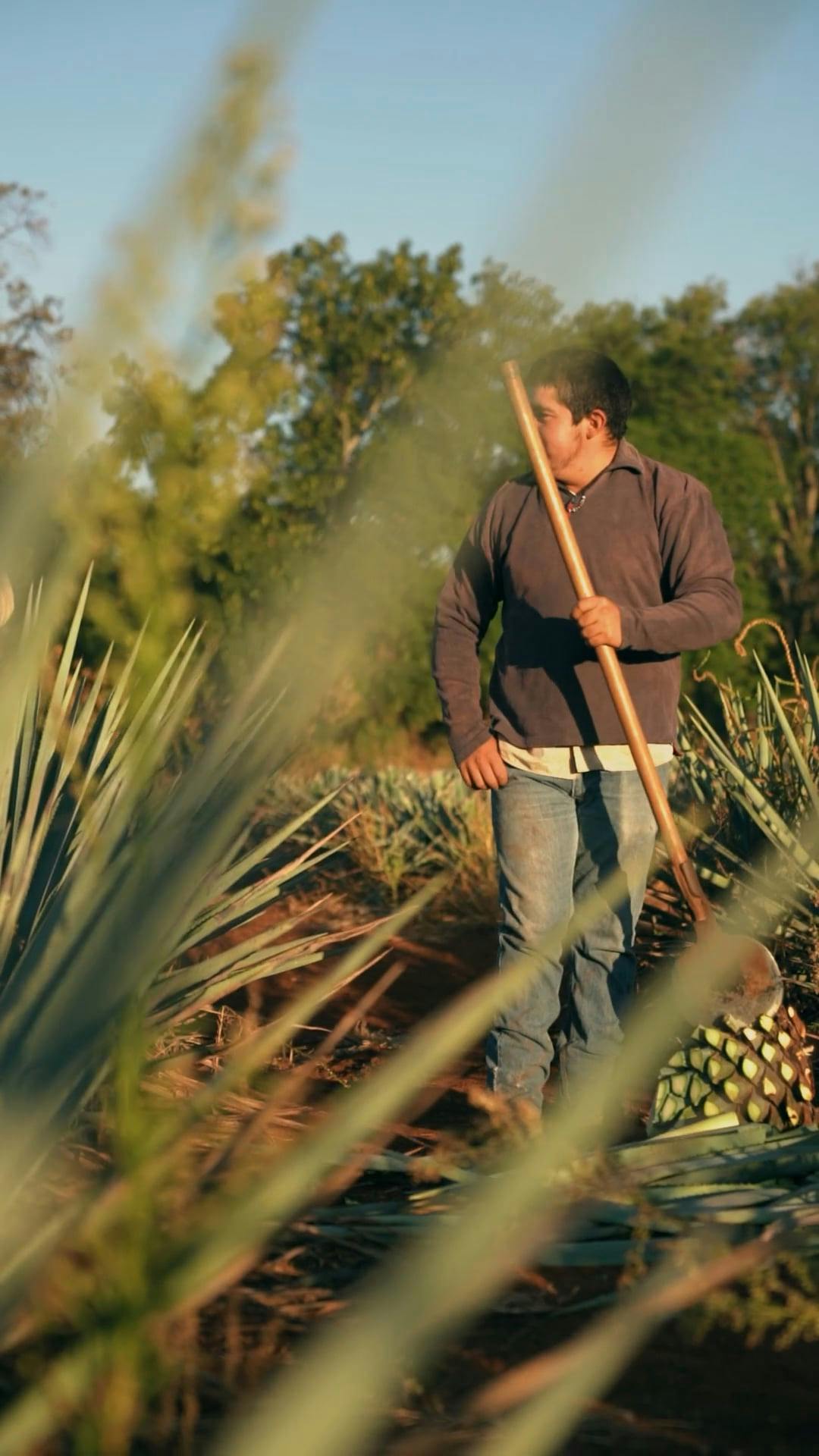A Man Cutting an Agave Plant Free Stock Video Footage, Royalty-Free 4K ...