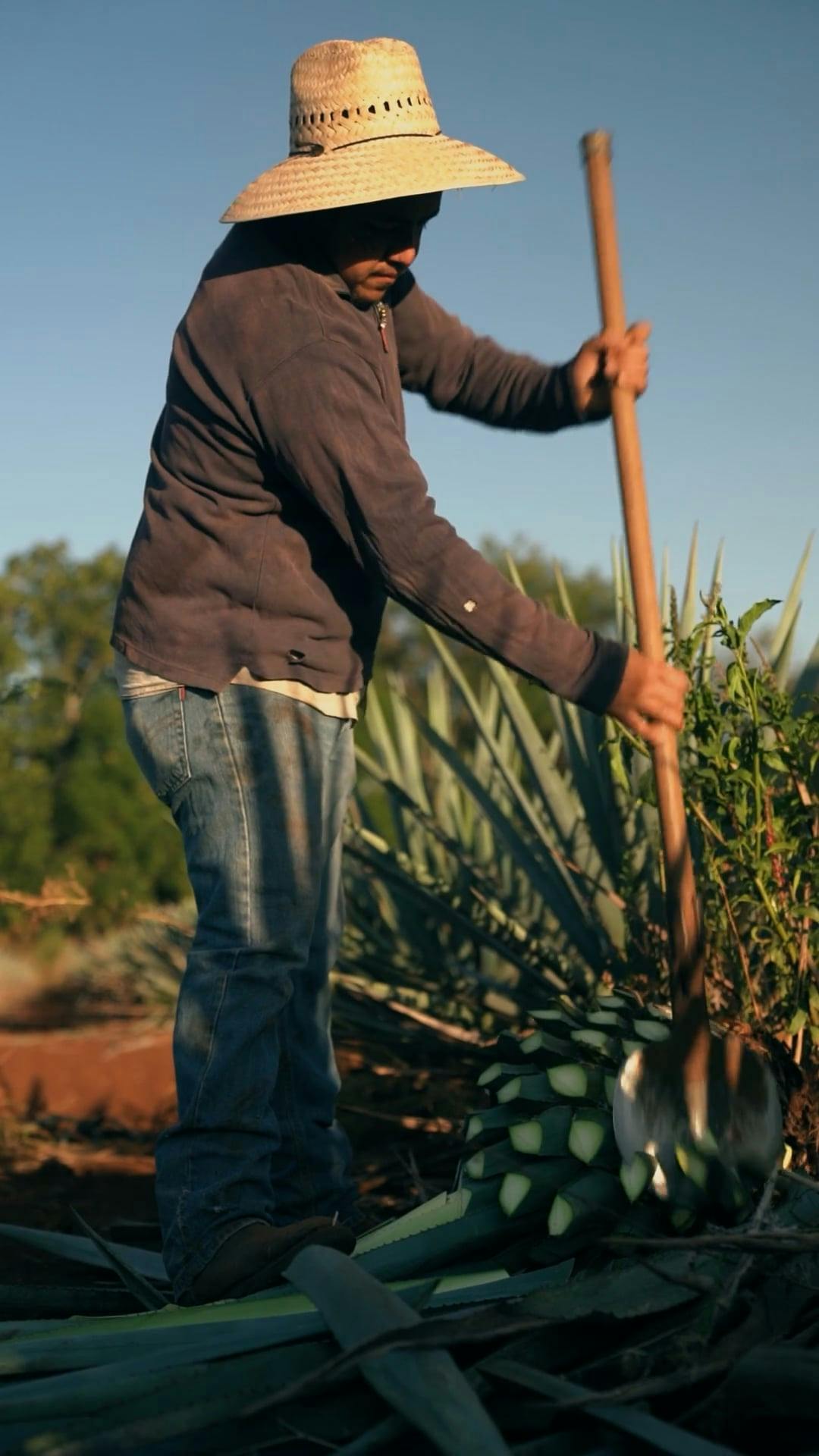 A Man Cutting the Agave Plant · Free Stock Video