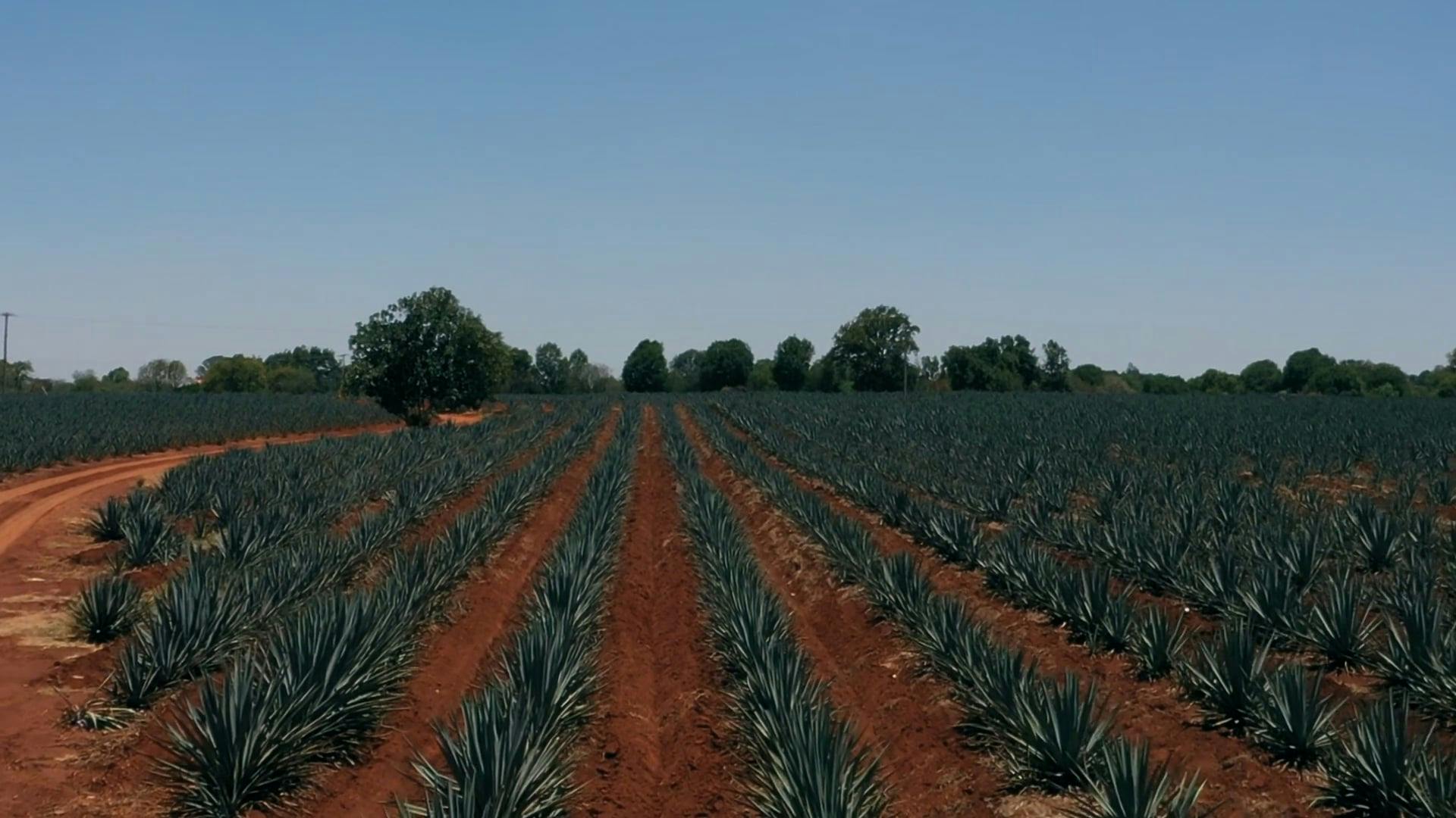 Drone Footage of Cropland With Trees Free Stock Video Footage, Royalty ...