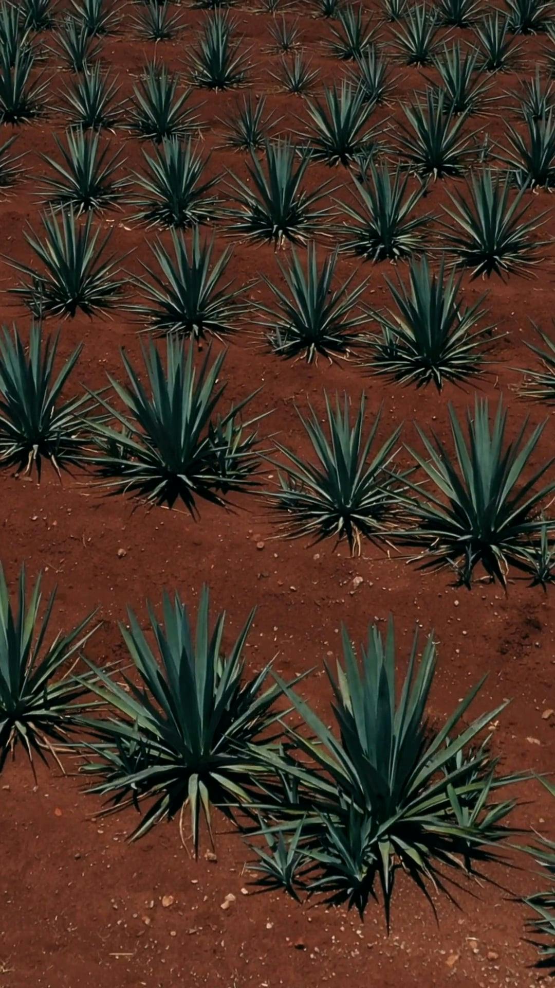 Drone Footage of Agave Plants Free Stock Video Footage, Royalty-Free 4K ...