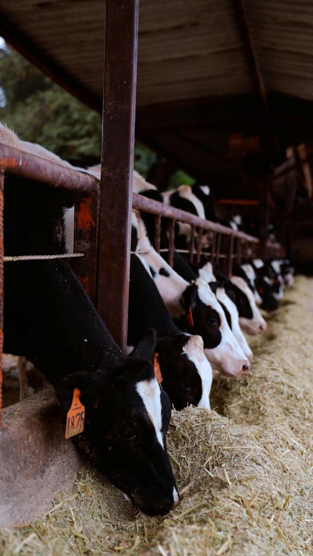 Domestic Cattle Feeding in Farm Free Stock Video Footage, Royalty-Free ...