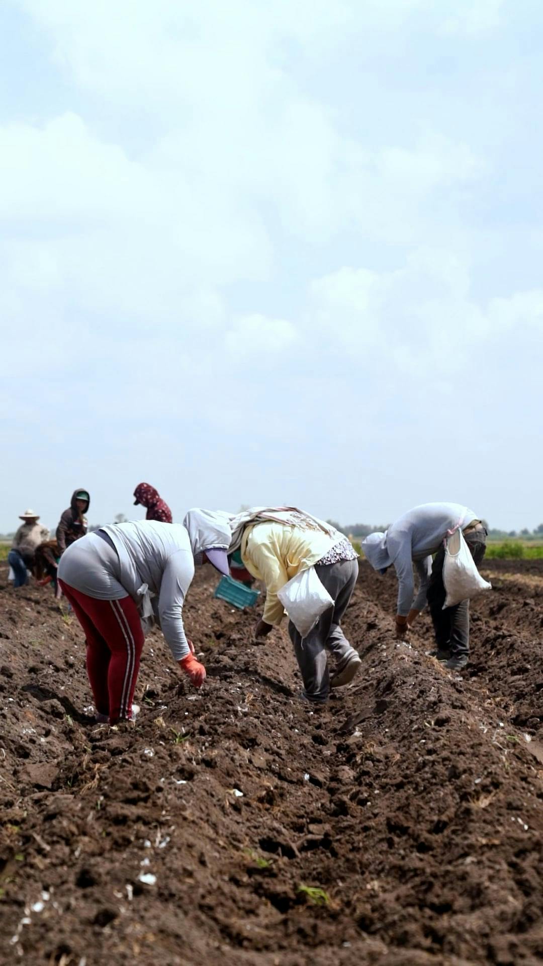 Vídeos de stock gratuitos sobre actividad al aire libre, agricultoras ...