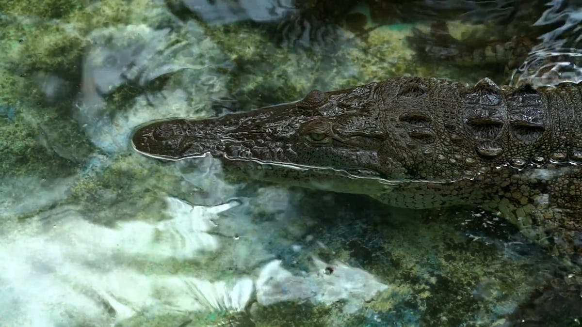 Alligator Videos, Download The BEST Free 4k Stock Video Footage ...