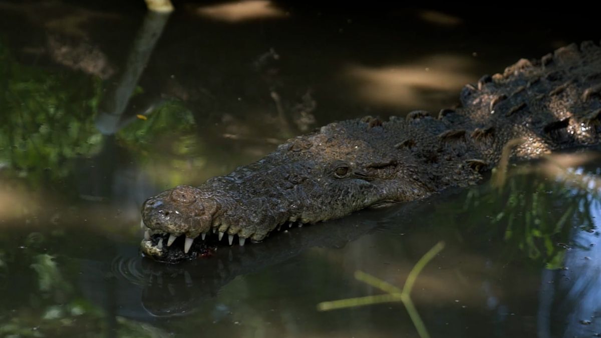 Alligator Videos, Download The BEST Free 4k Stock Video Footage ...