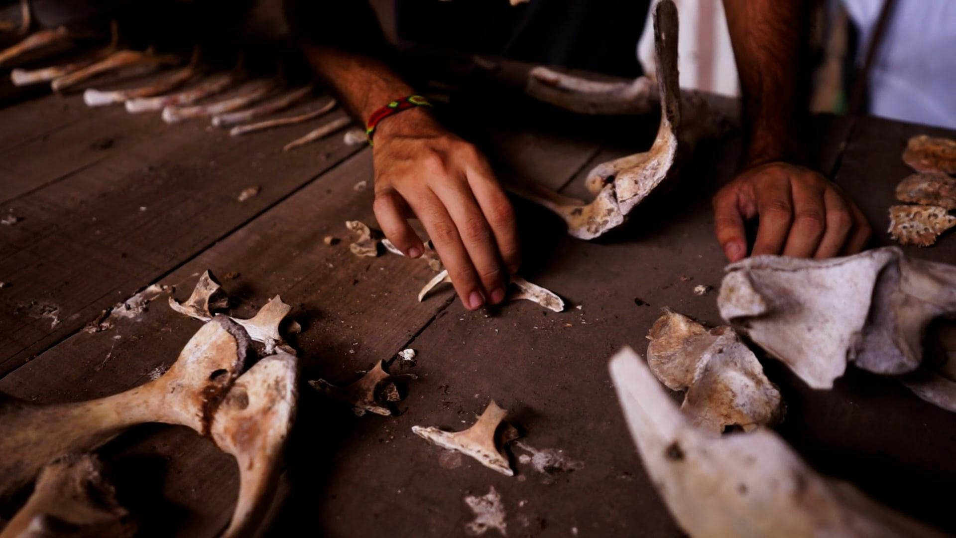 A Person Putting the Bones on a Wooden Surface Free Stock Video Footage ...