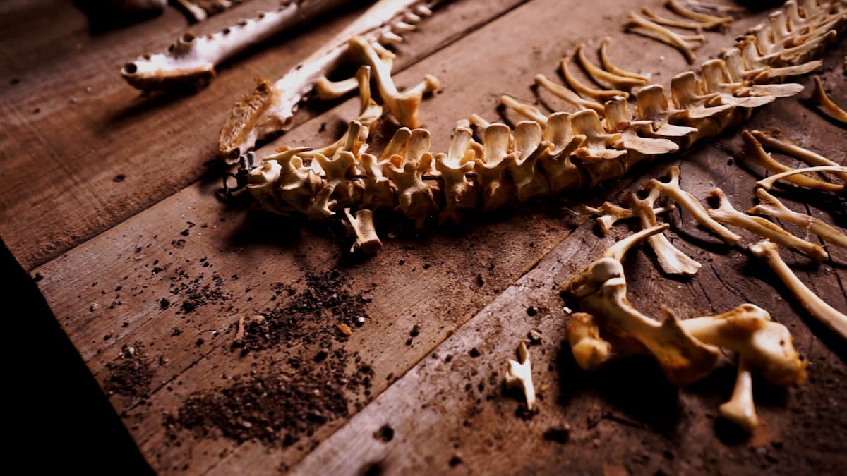 Spongebob Bones Videos, Download The BEST Free 4k Stock Video Footage ...