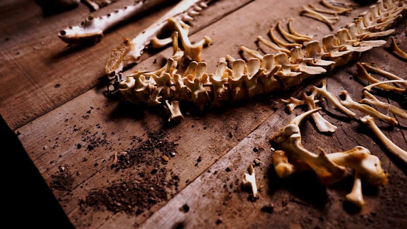 Spongebob Bones Videos, Download The BEST Free 4k Stock Video Footage ...