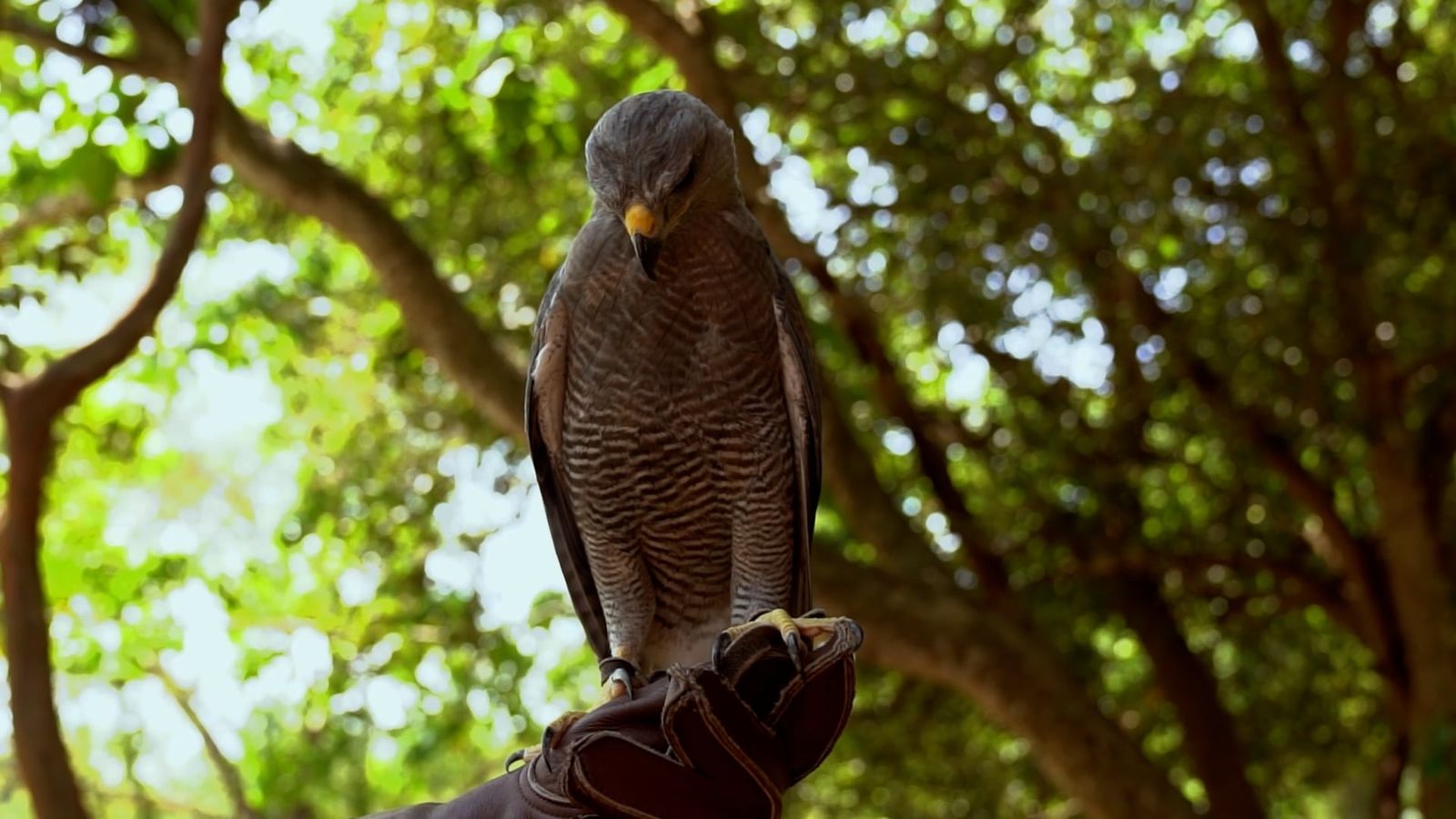 Hawk Videos, Download The BEST Free 4k Stock Video Footage & Hawk HD ...