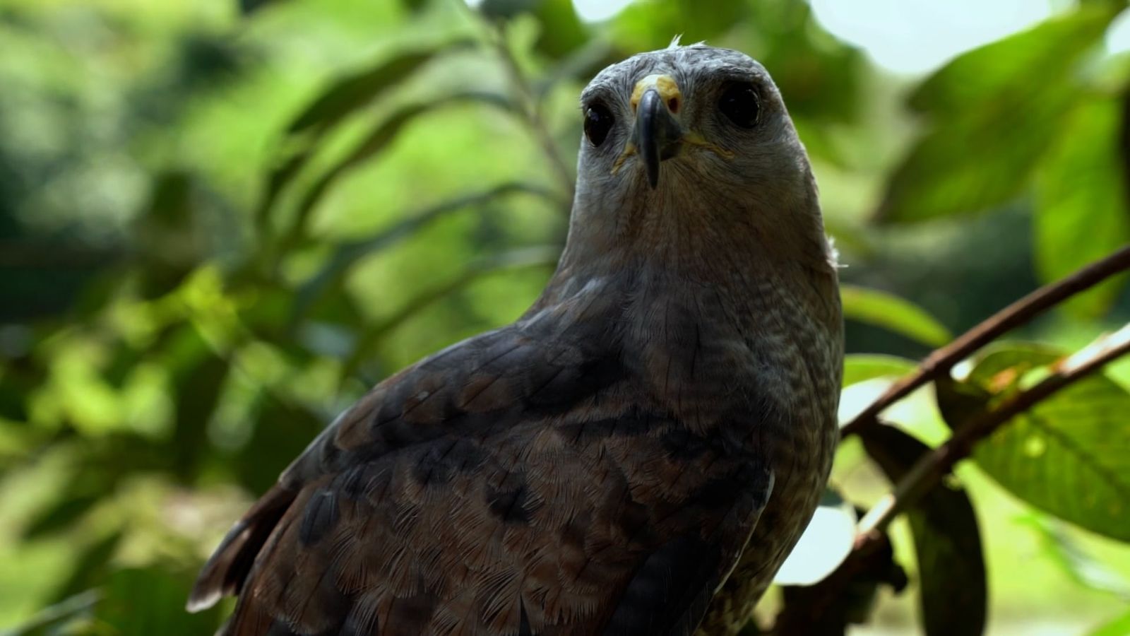 Hawk Videos, Download The BEST Free 4k Stock Video Footage & Hawk HD ...