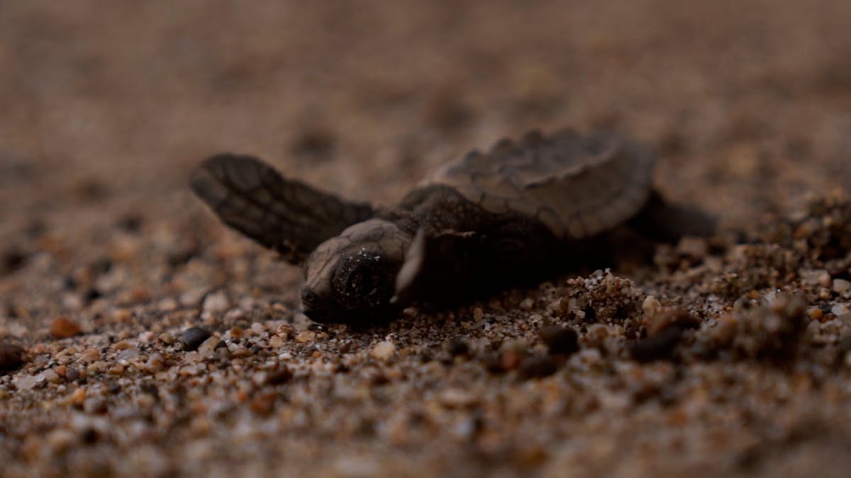 Sea Turtle Videos, Download The BEST Free 4k Stock Video Footage & Sea ...