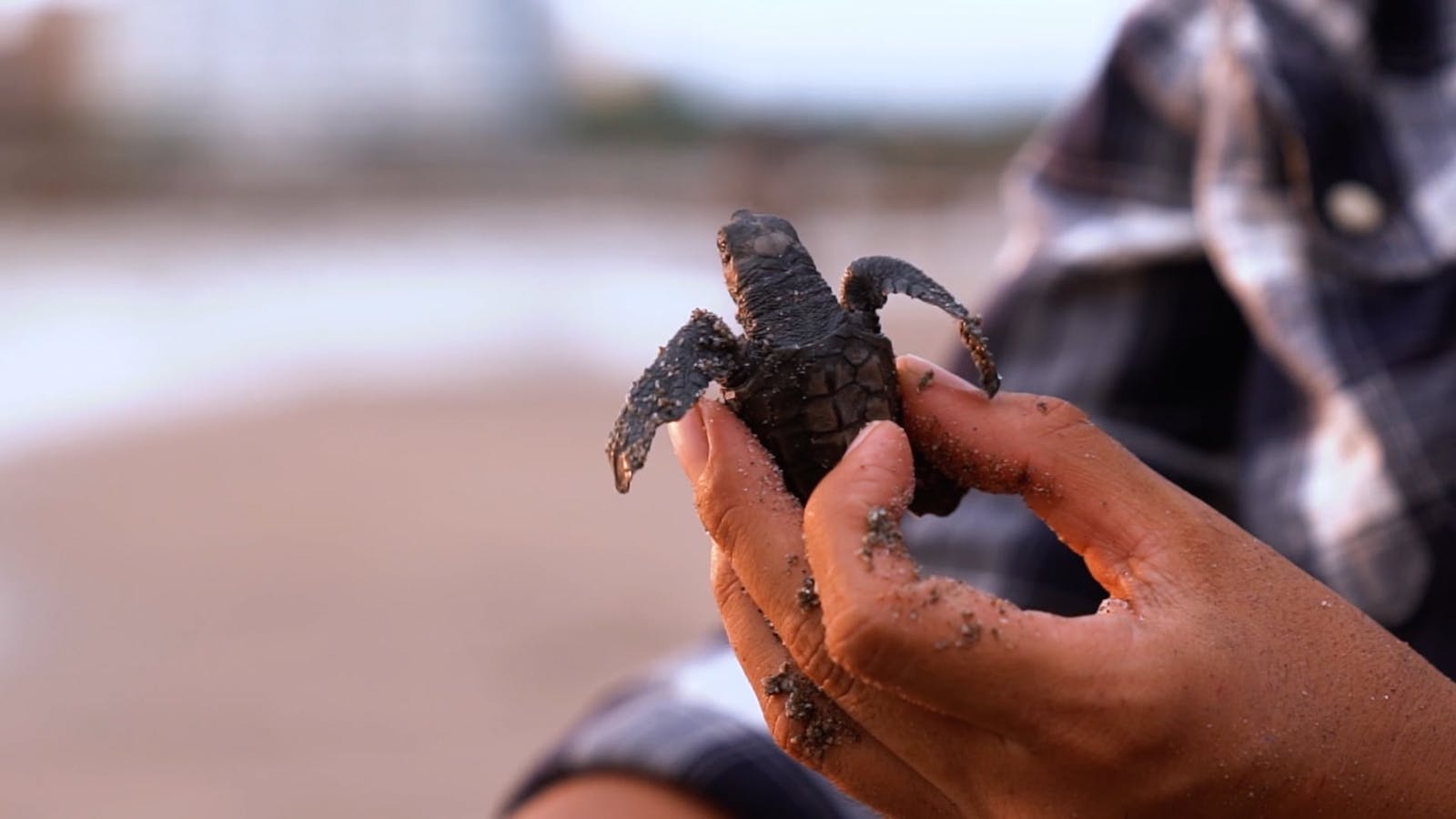 Sea Turtle Videos, Download The BEST Free 4k Stock Video Footage & Sea ...