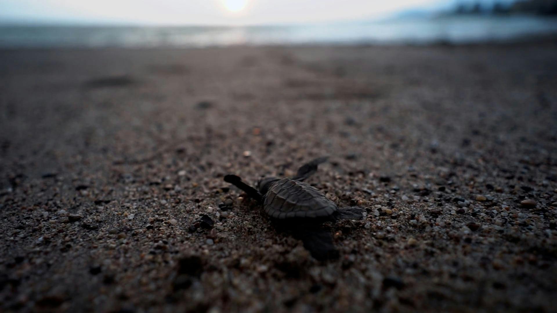 Turtle Hatching Videos, Download The BEST Free 4k Stock Video Footage ...