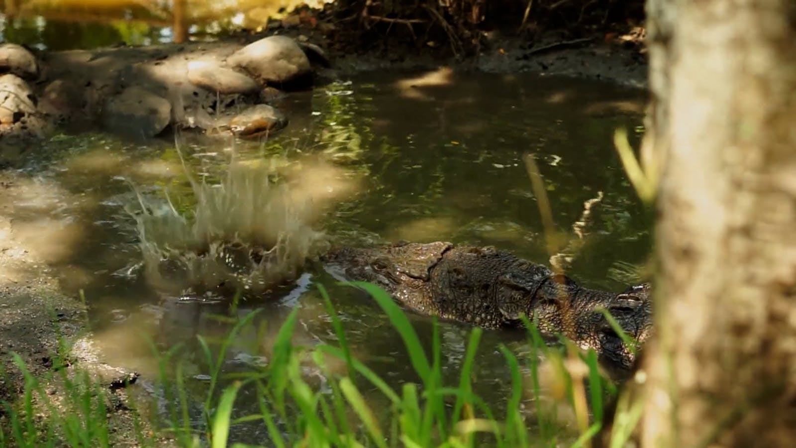 Alligators On A Moat Videos, Download The BEST Free 4k Stock Video ...