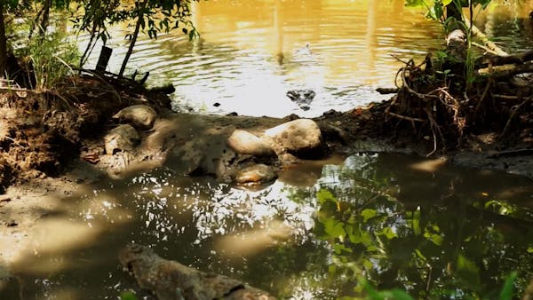 Alligator Videos, Download The BEST Free 4k Stock Video Footage ...