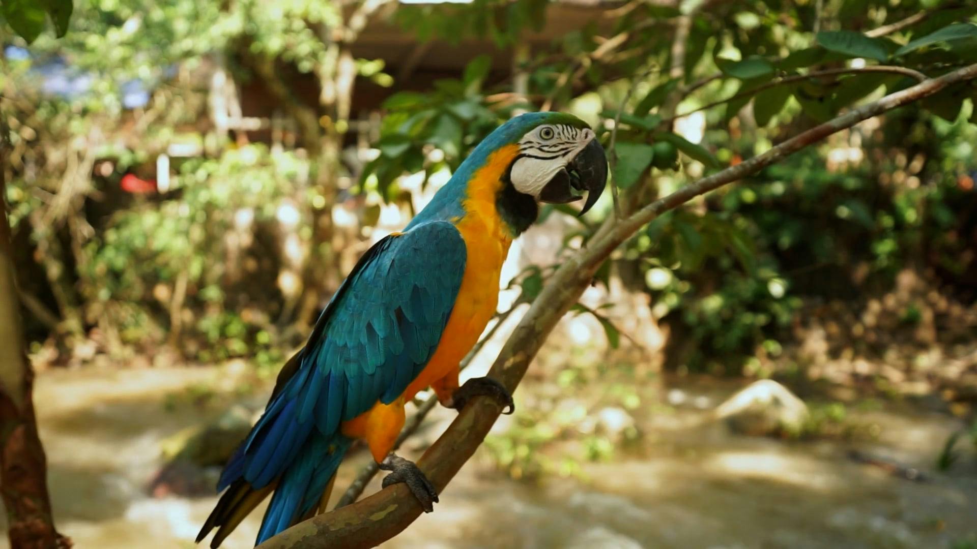 Close Up Shot of a Parrot on the Tree · Free Stock Video