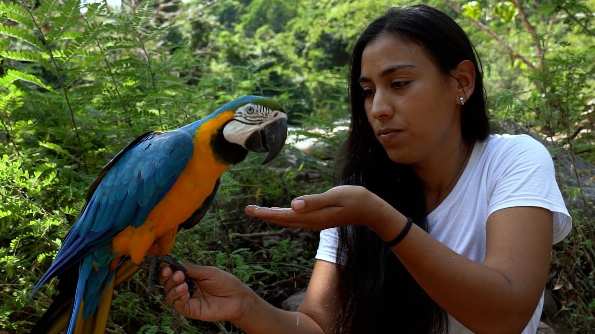 Macaw And Person Videos, Download The BEST Free 4k Stock Video Footage ...