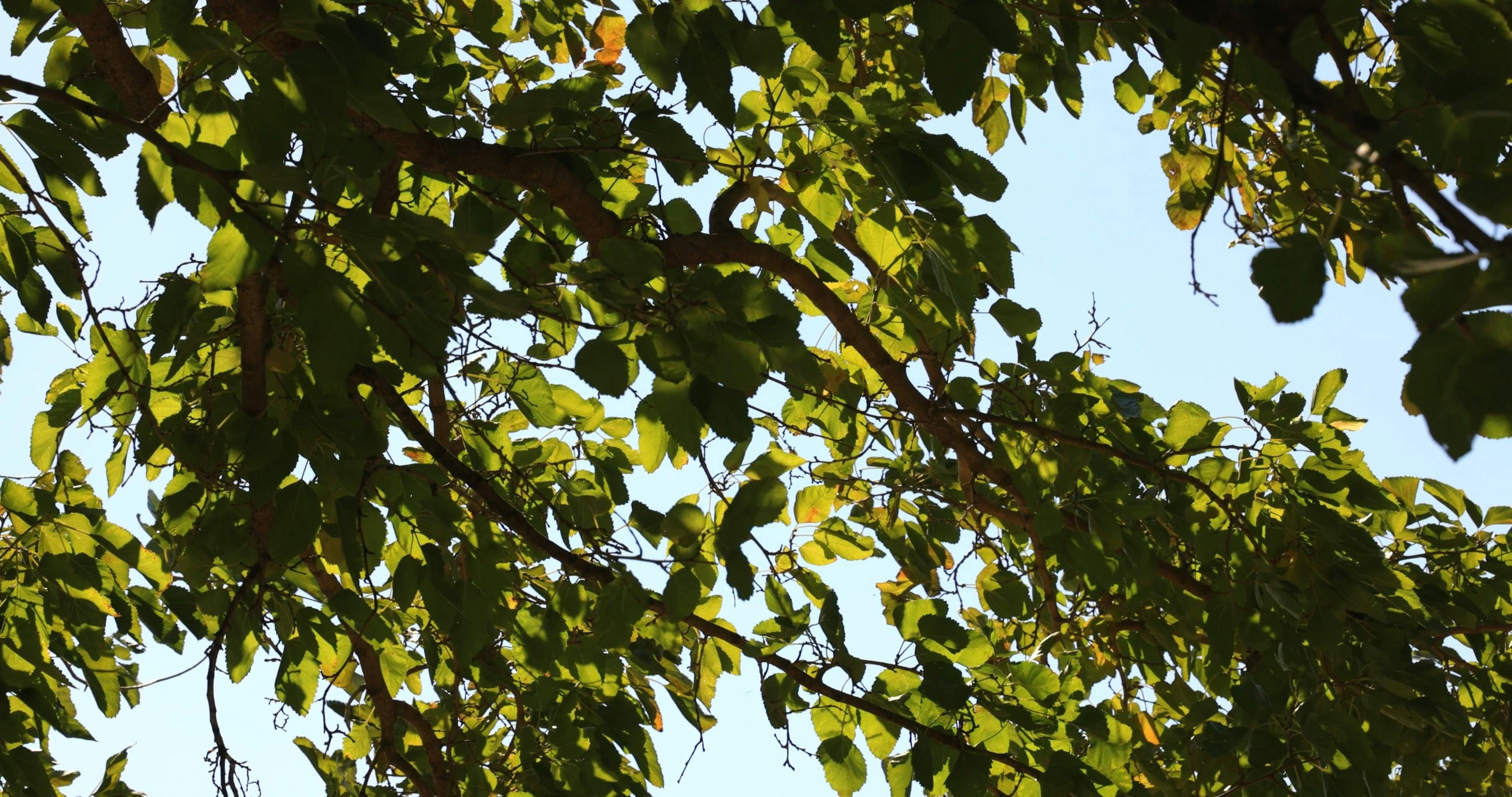Moving Leaves of a Tree Free Stock Video Footage, Royalty-Free 4K & HD ...